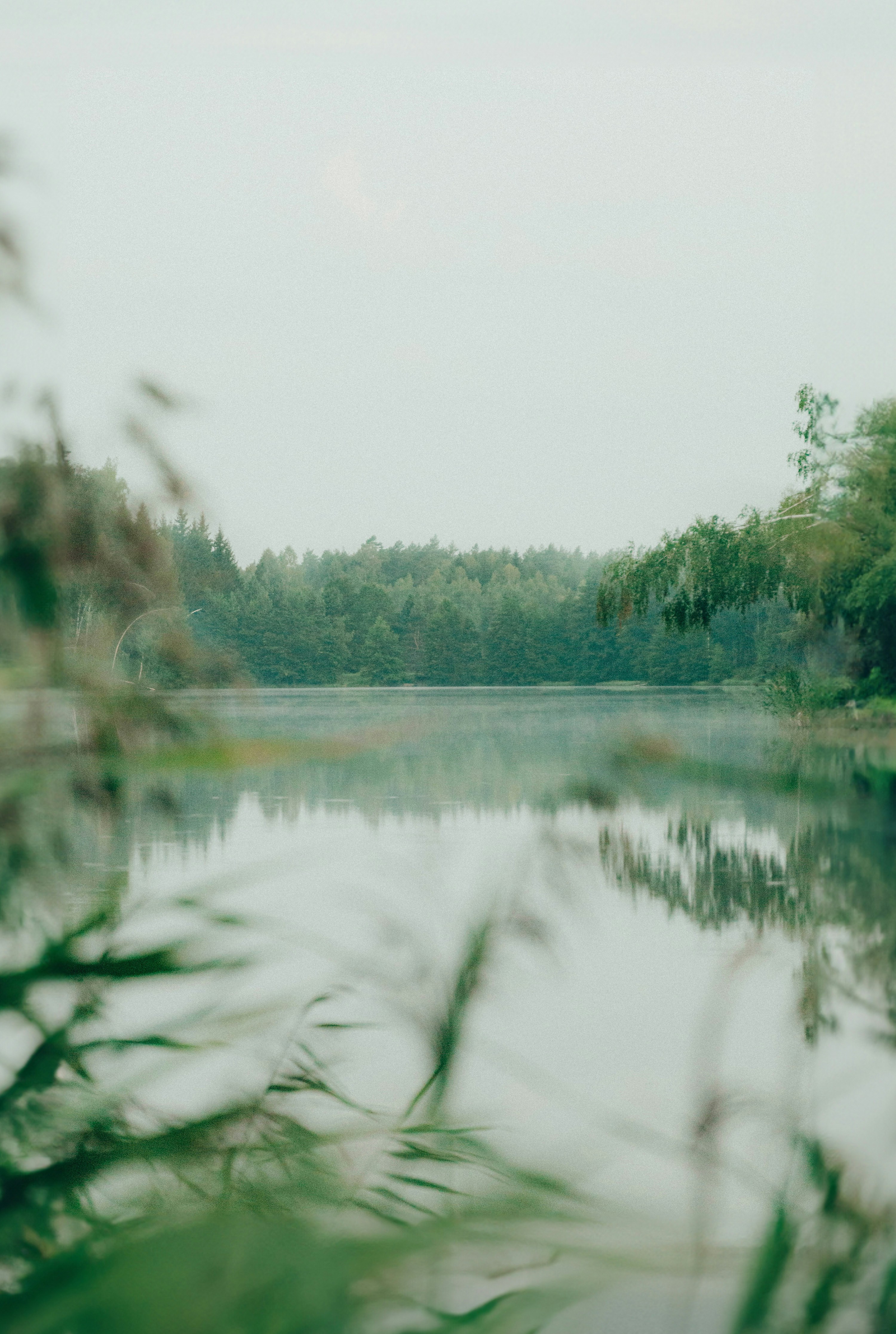 a small lake in the woods at dawn