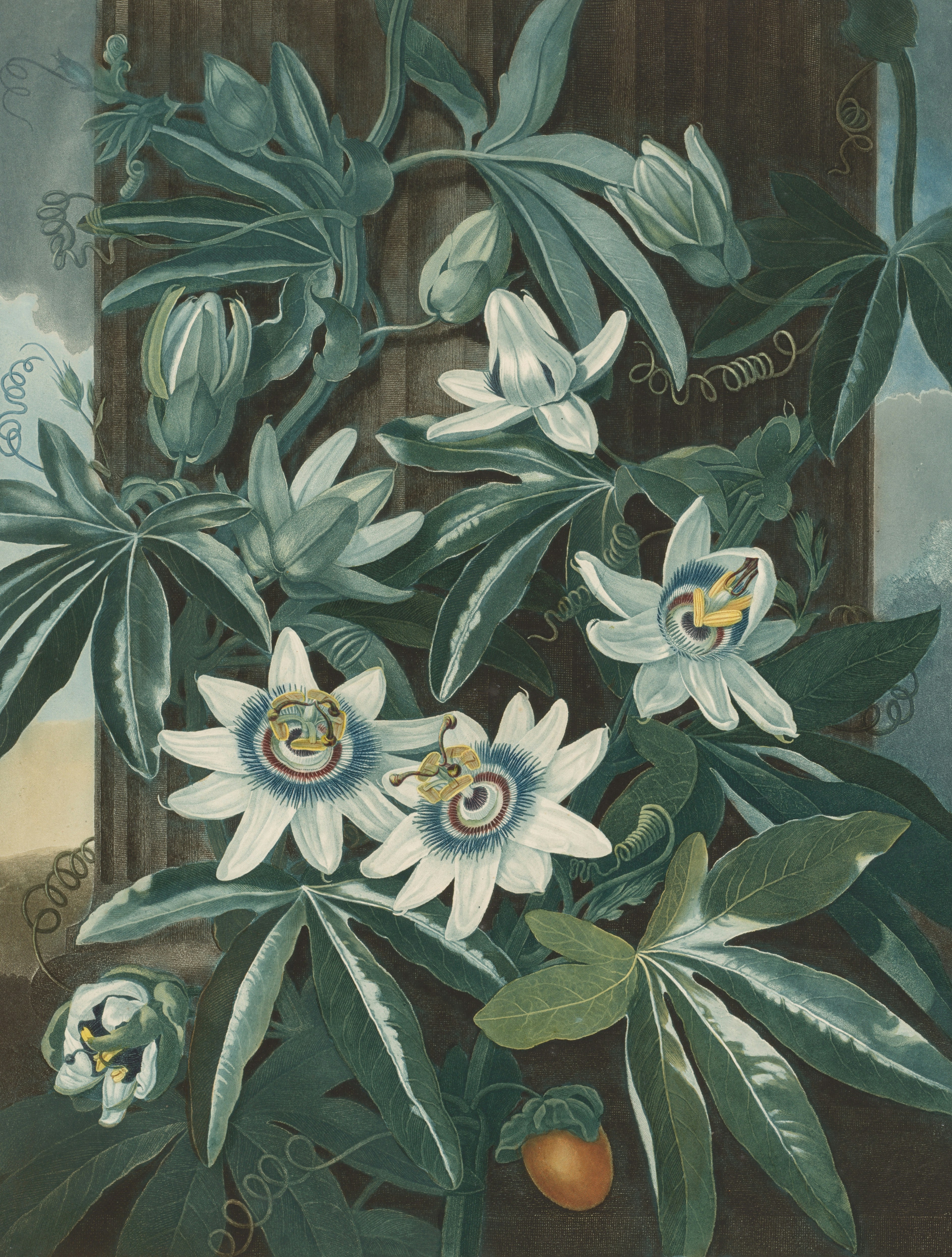 The Blue Passion-flower 1799–1807 Robert John Thornton (British, 1768–1837) England, late 18th-early 19th Century Aquatint, stipple, line engraving, etching and roulette Gift of The Print Club of Cleveland, for the Donald Gray Memorial Collection 1939.293 https://www.clevelandart.org/art/1939.293