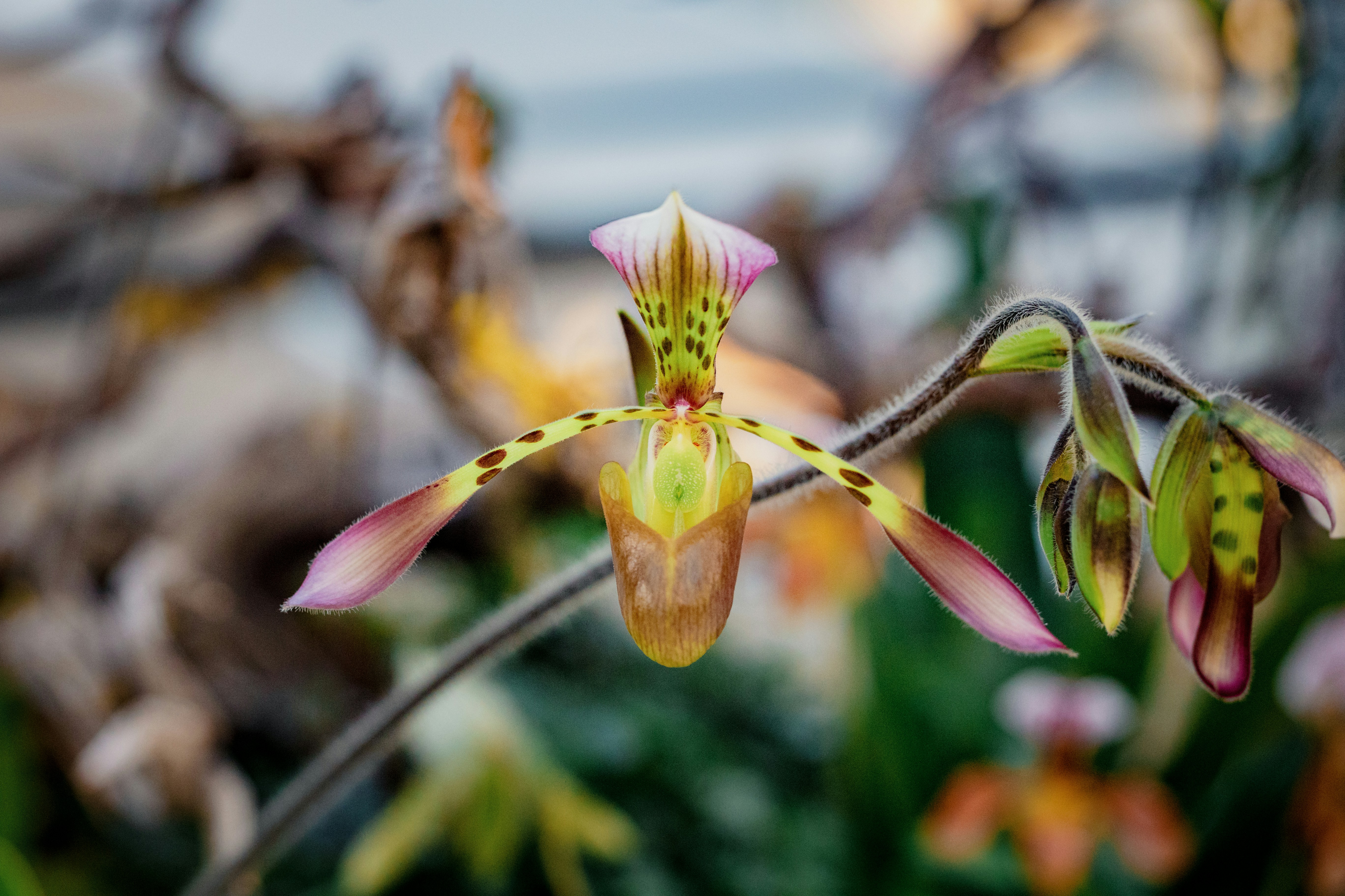 Orchid Mantis Pictures | Download Free Images on Unsplash
