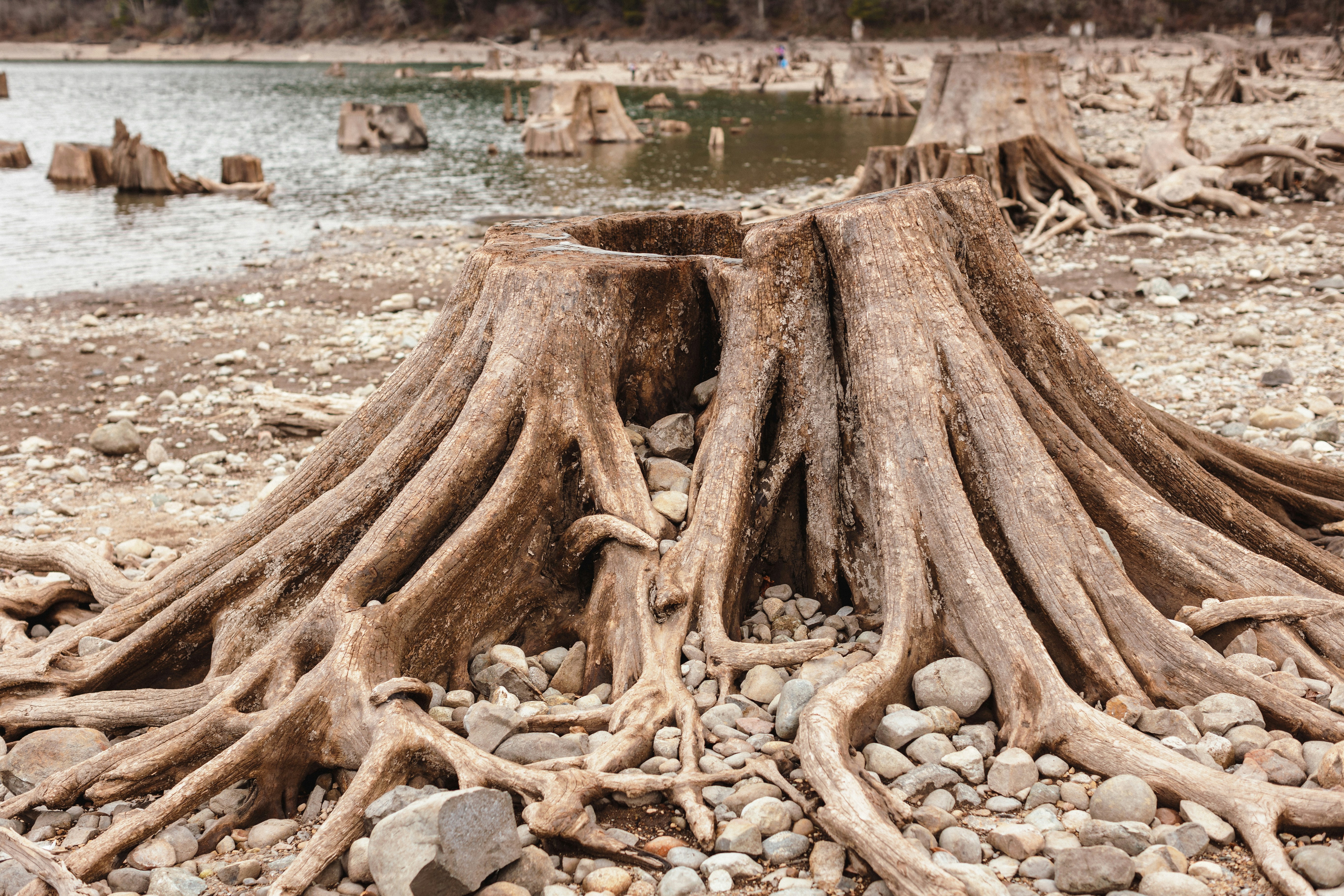 Rooted Giants on a Pebble Shore