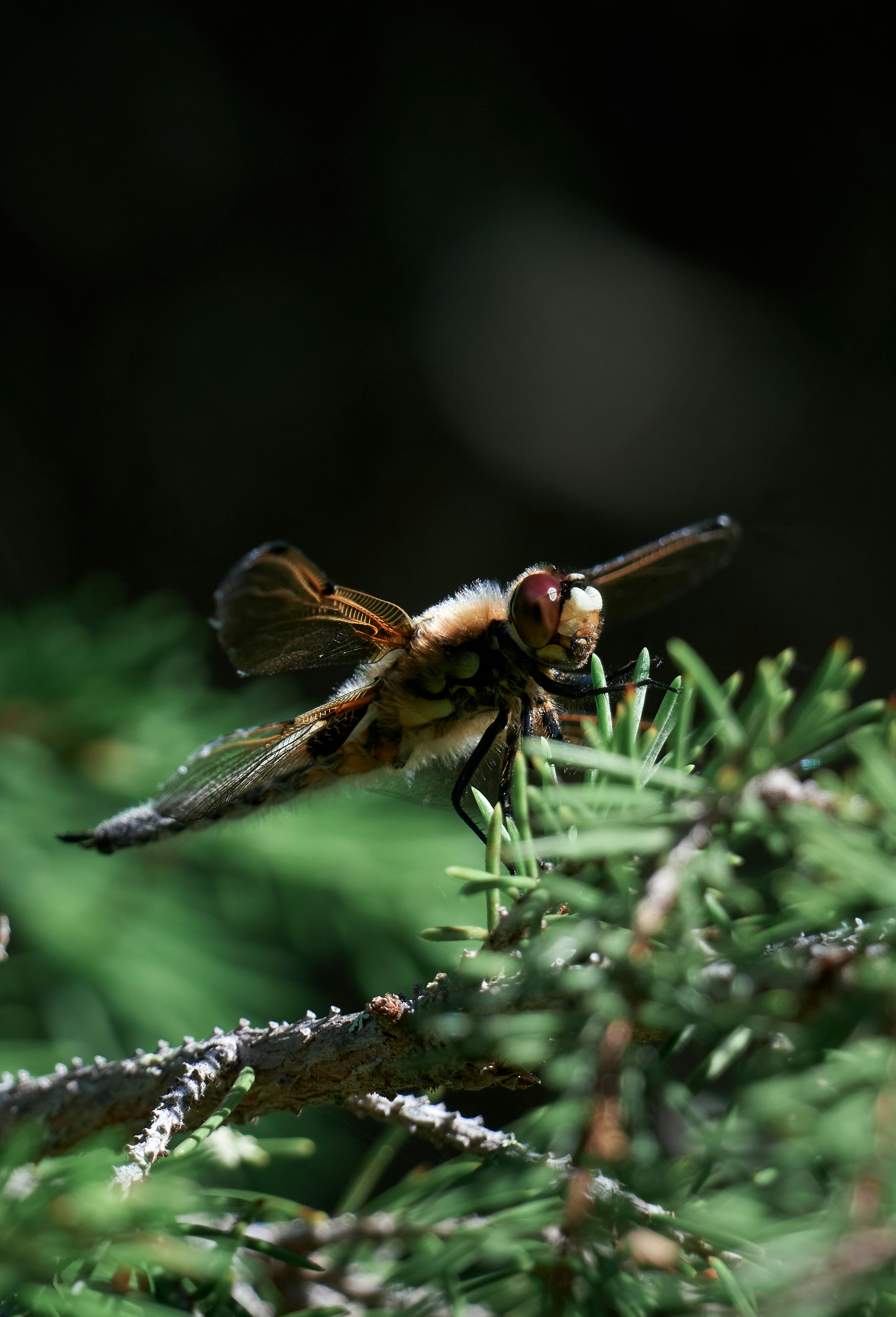 Copper-winged Dragonfly Clings to Pine Needles in a Quiet Forest Glade