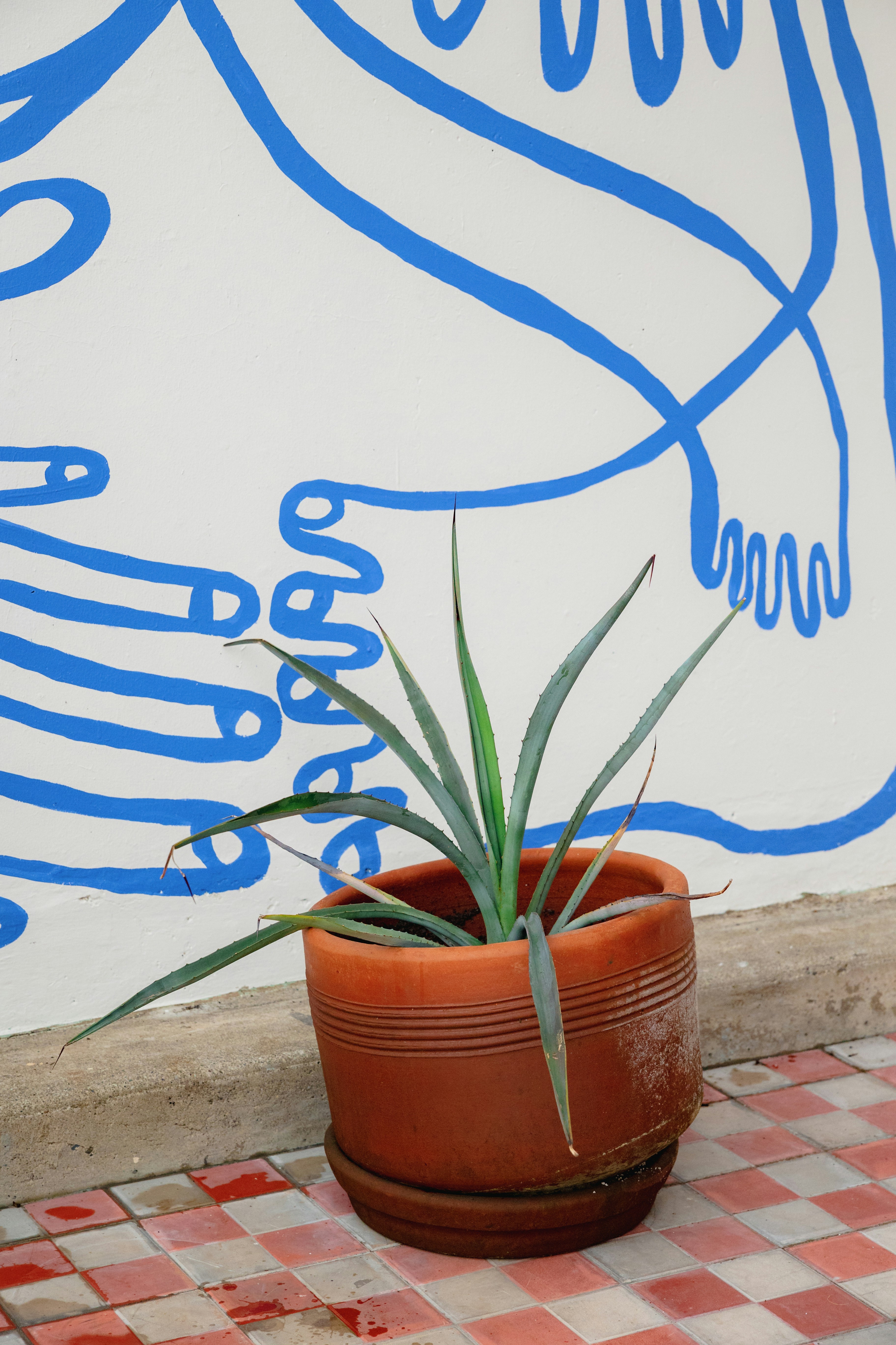 a potted plant sitting on a checkered tile floor