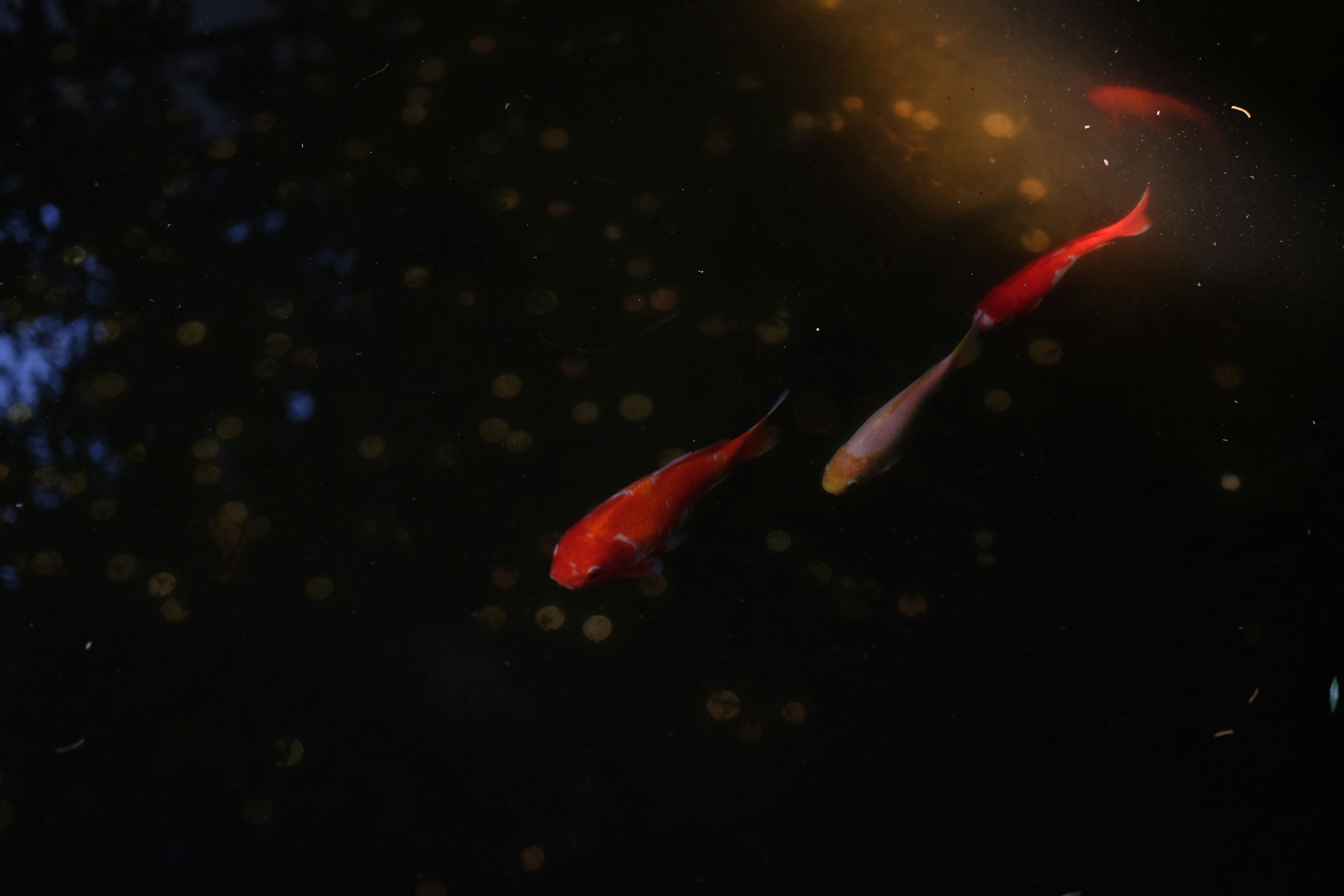 A couple of fish that are swimming in some water photo – Free Rhodes ...