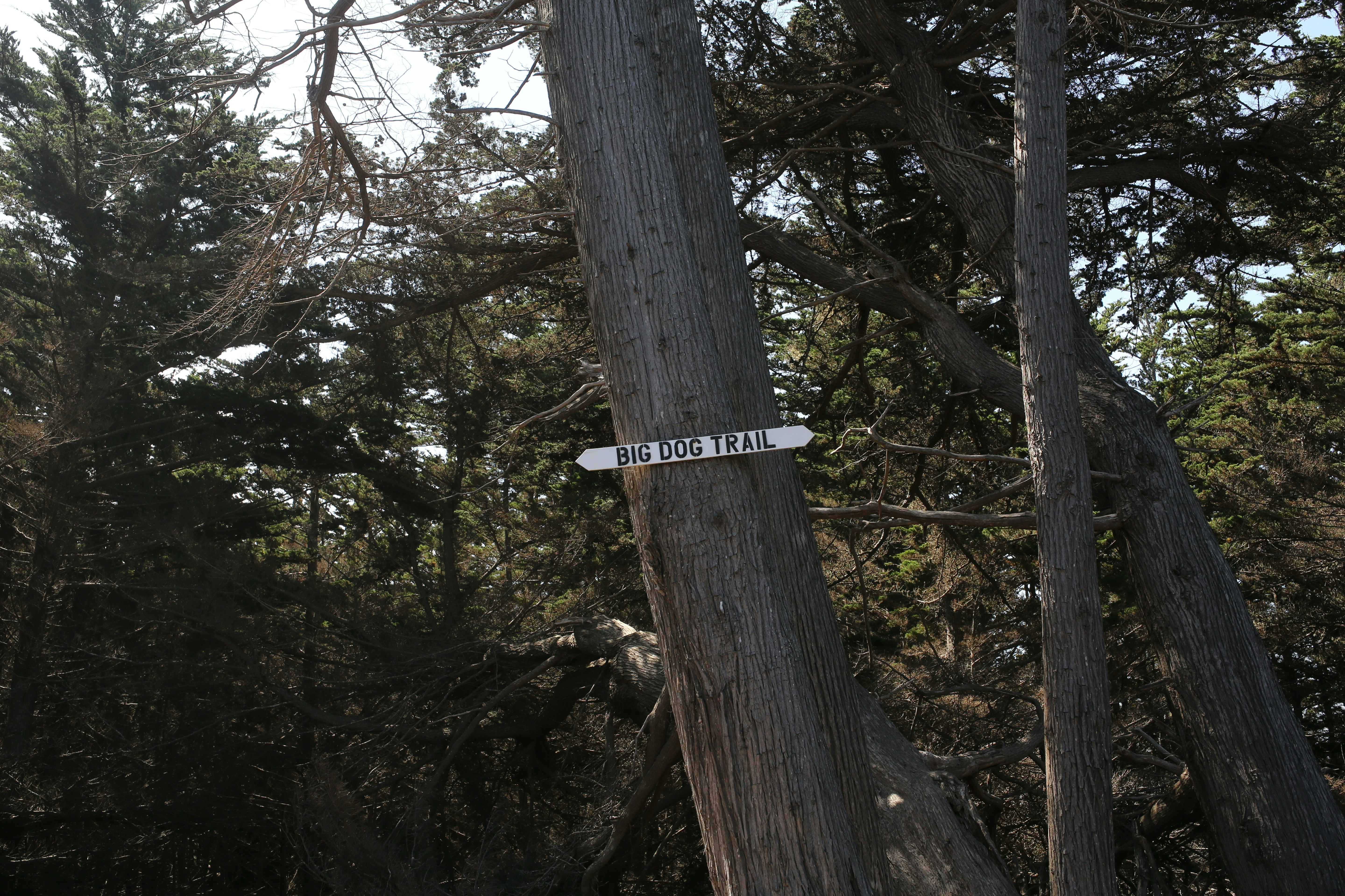 Big Dog Trail Marker Clinging to a Weathered Pine in a Quiet Forest