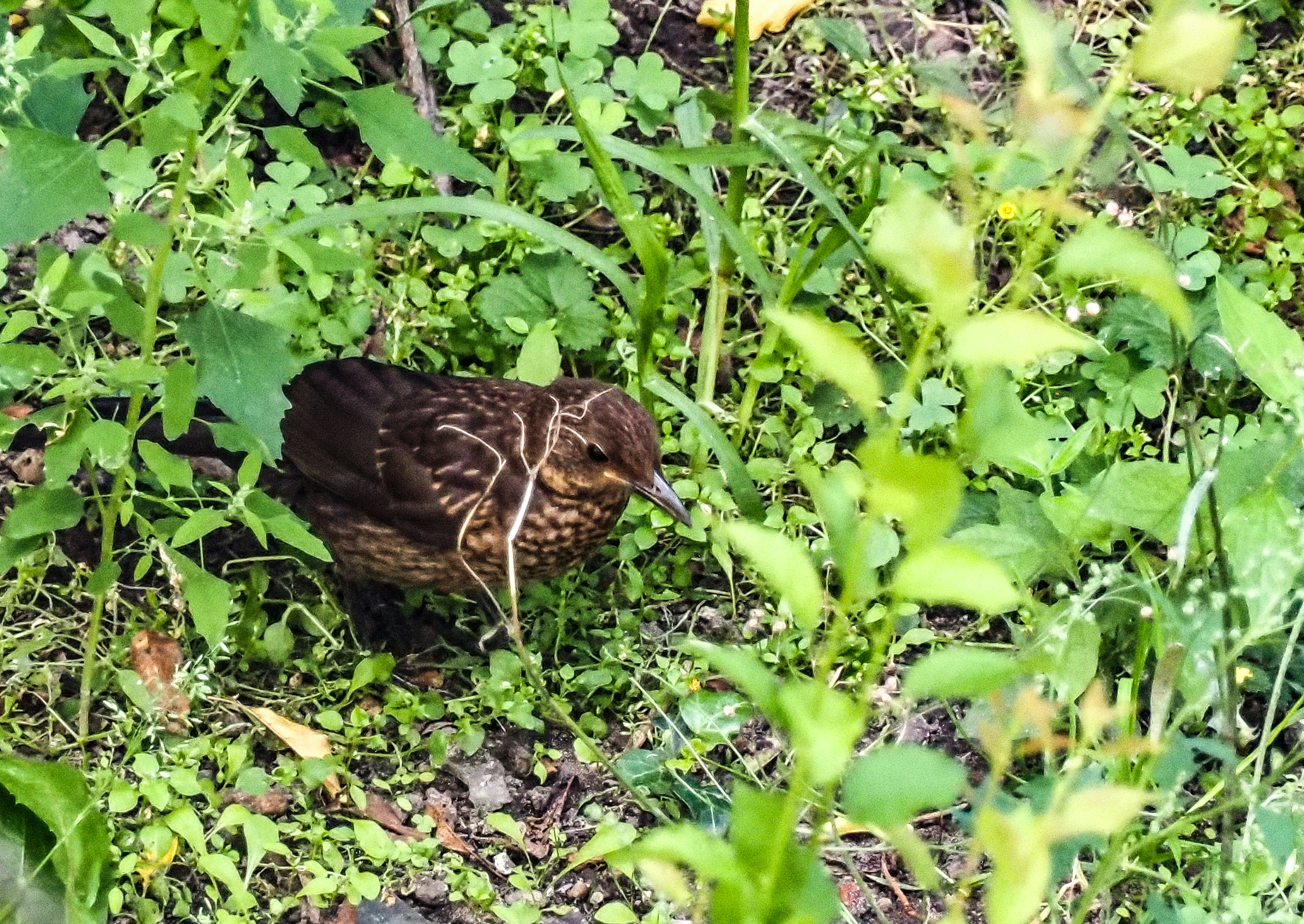 Hidden in the Foliage: A brown ground-dwelling bird peeks from a garden thicket