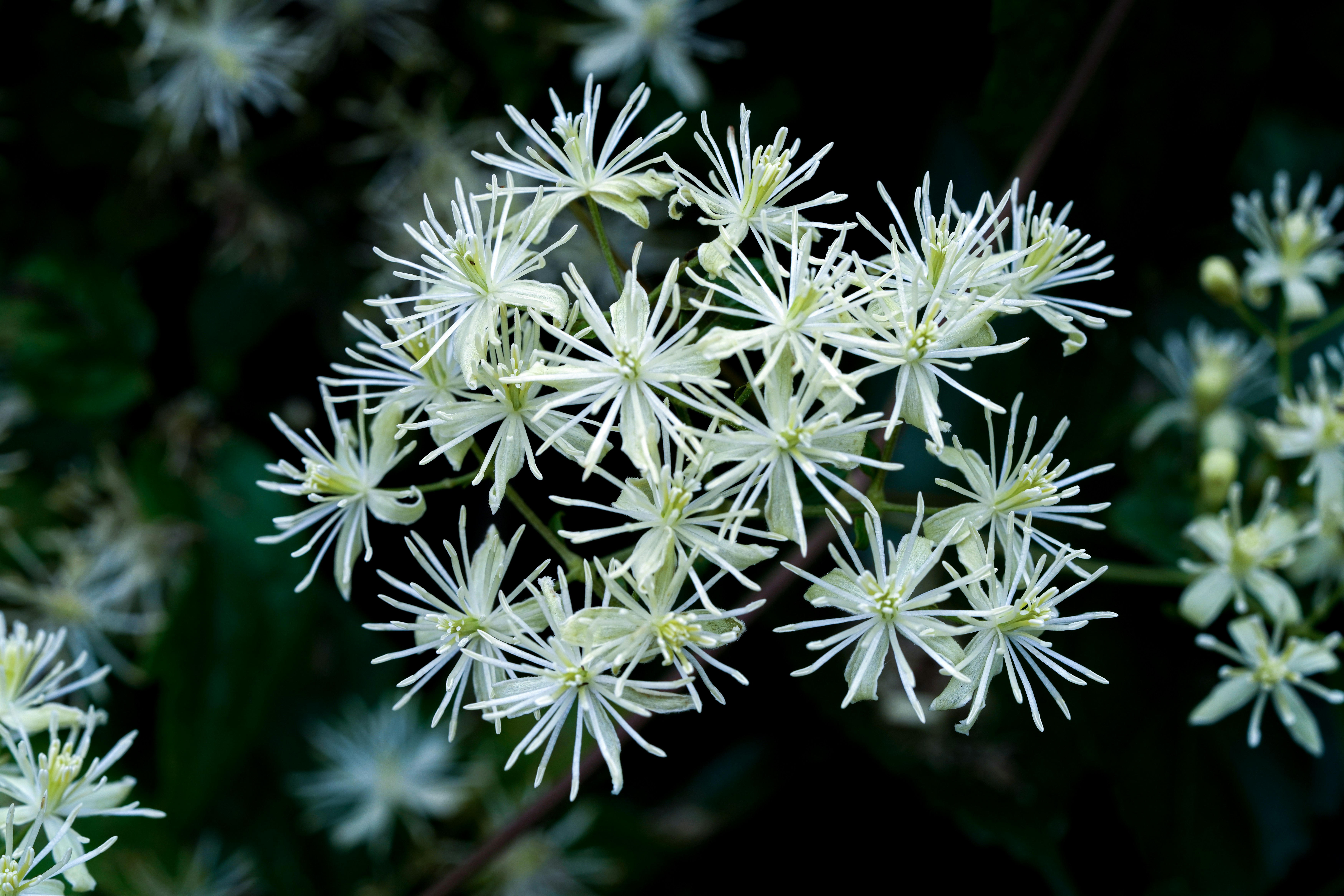 Starflower Constellation in a Shadowed Garden