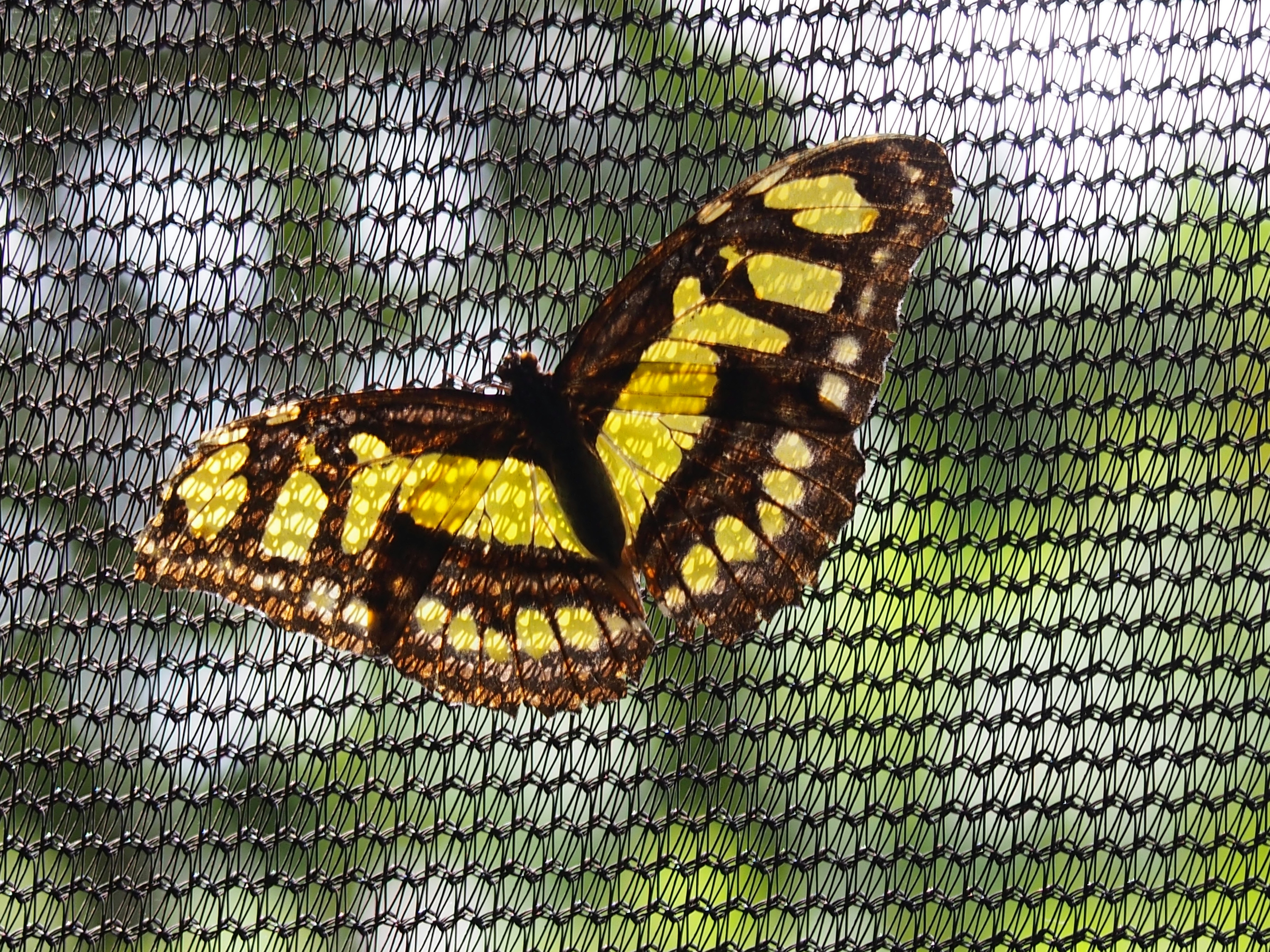 Macro photograph of a yellow-and-black butterfly perched on a fine mesh screen, sunlight tracing the wing patterns.