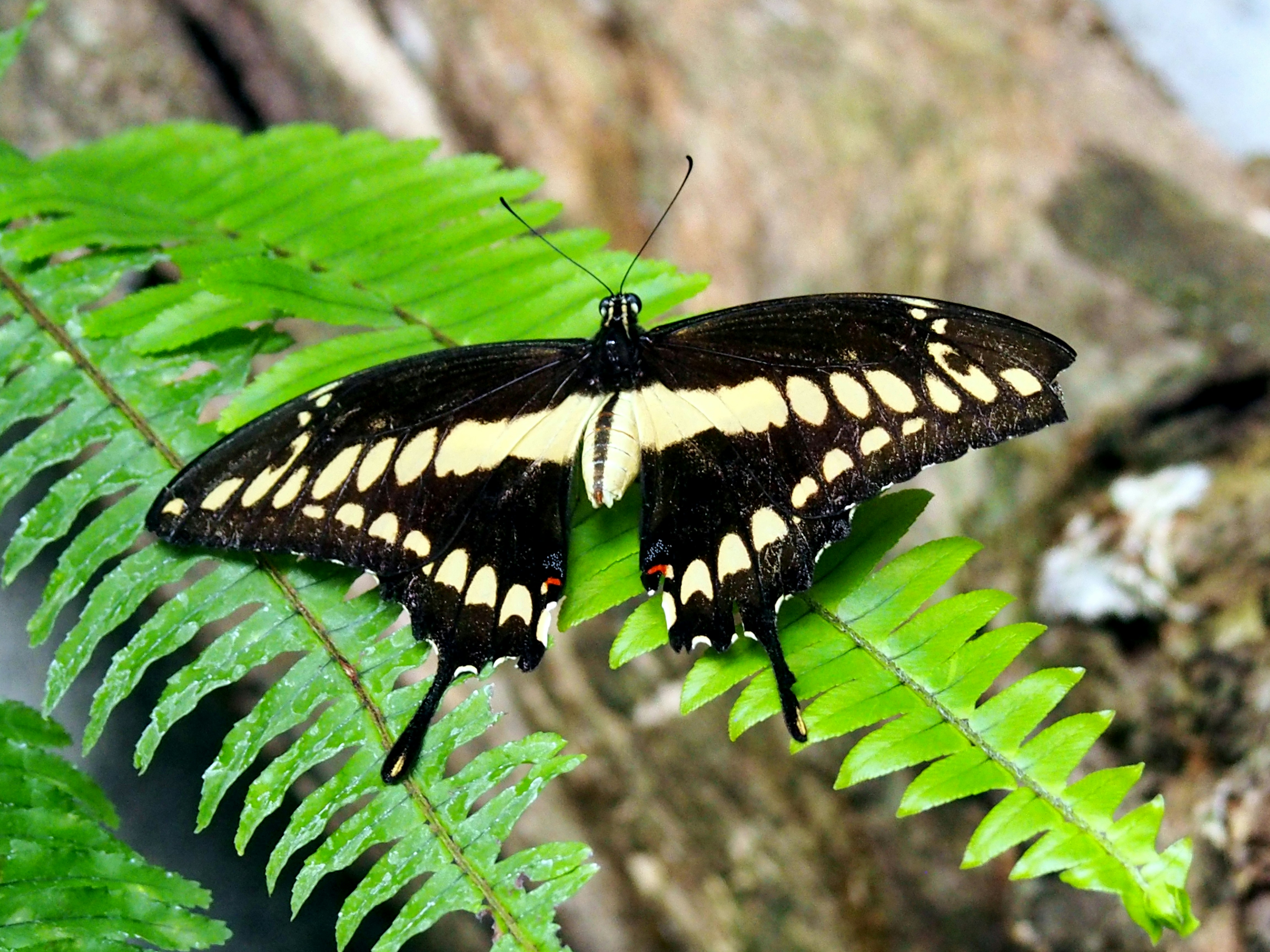 Black and cream butterfly perched on vibrant green fern against a natural backdrop.