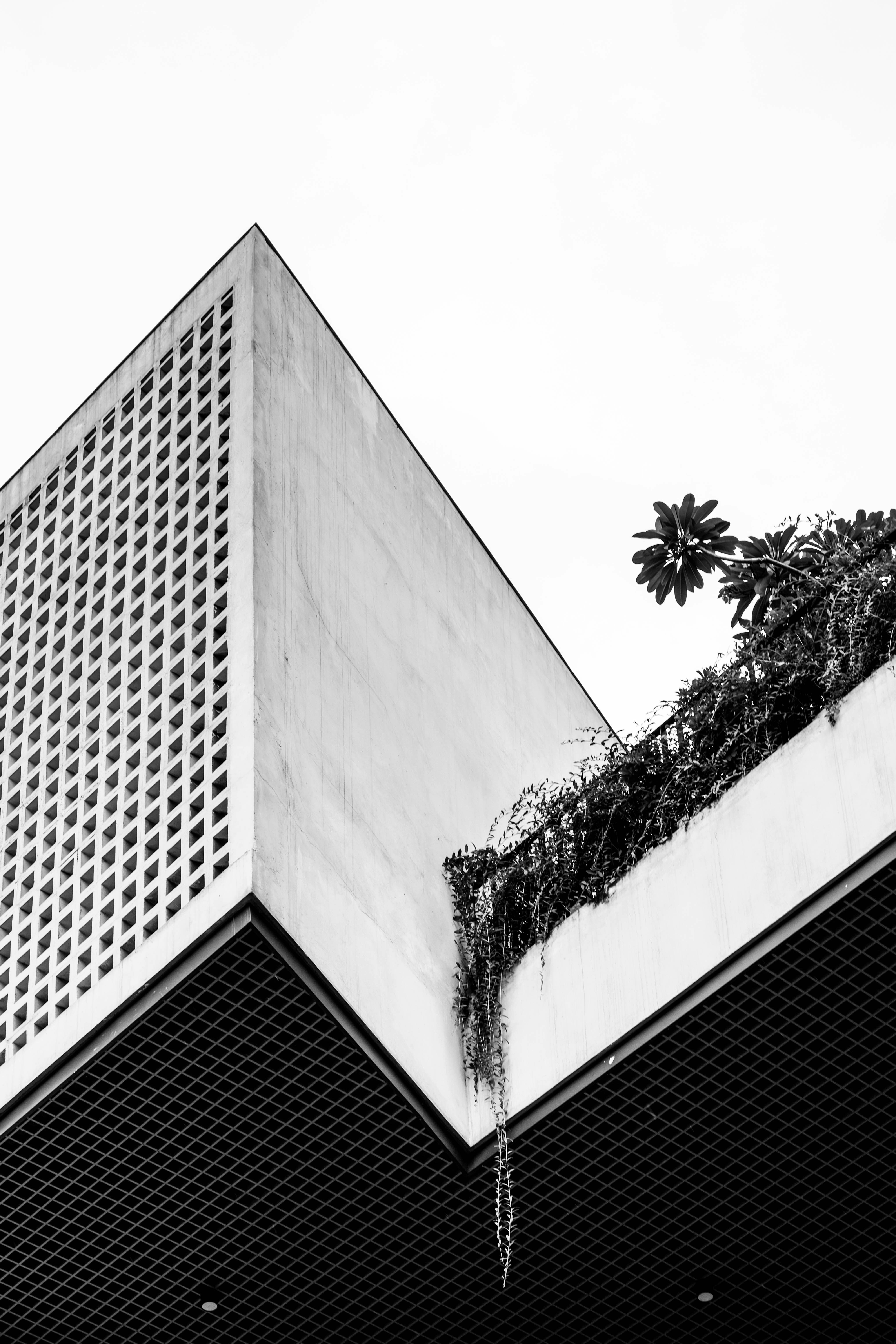 Diagonal Monolith: A Concrete Corner Framed by Greenery