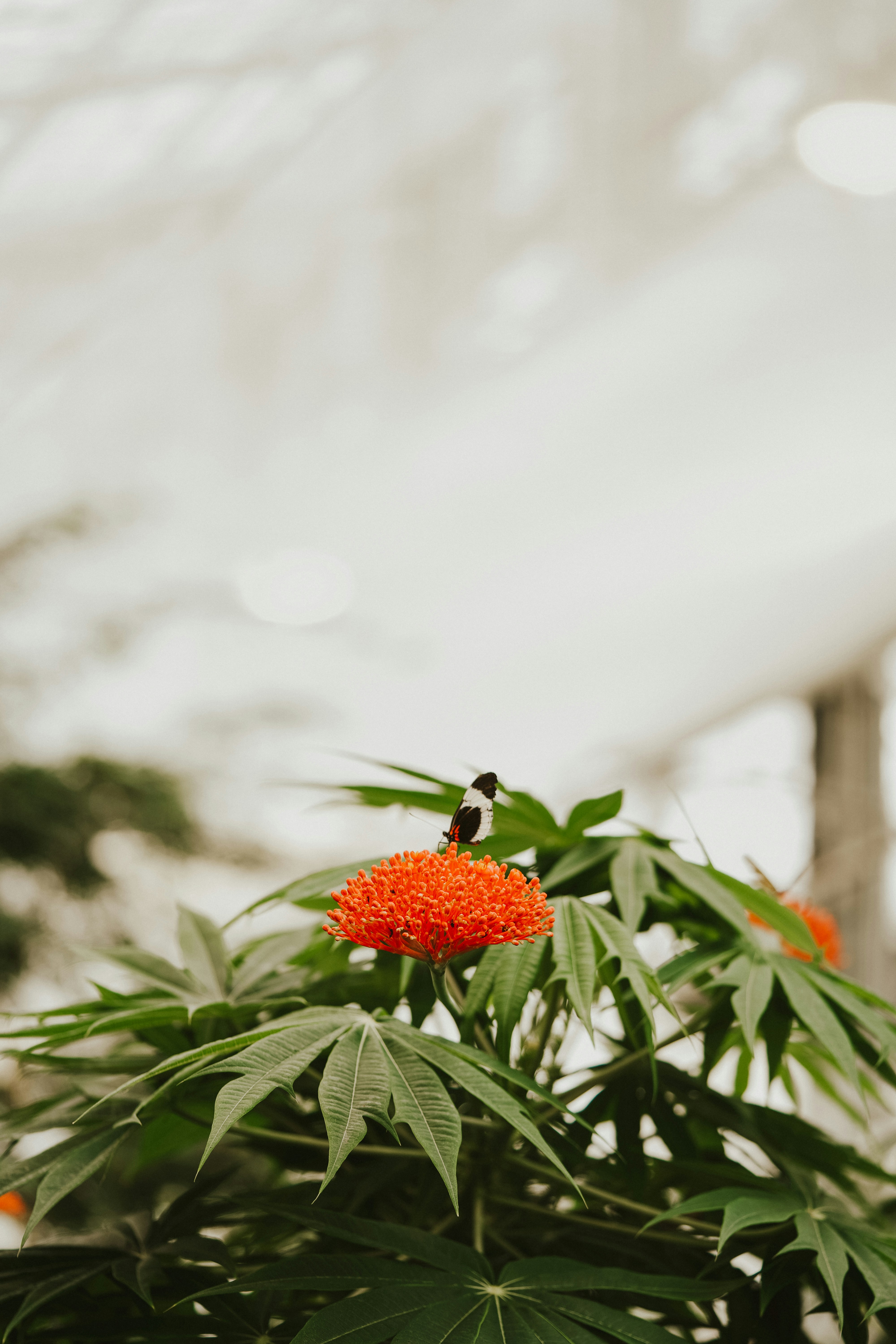 Butterfly on a Coral Globe: a moment among palmate green leaves