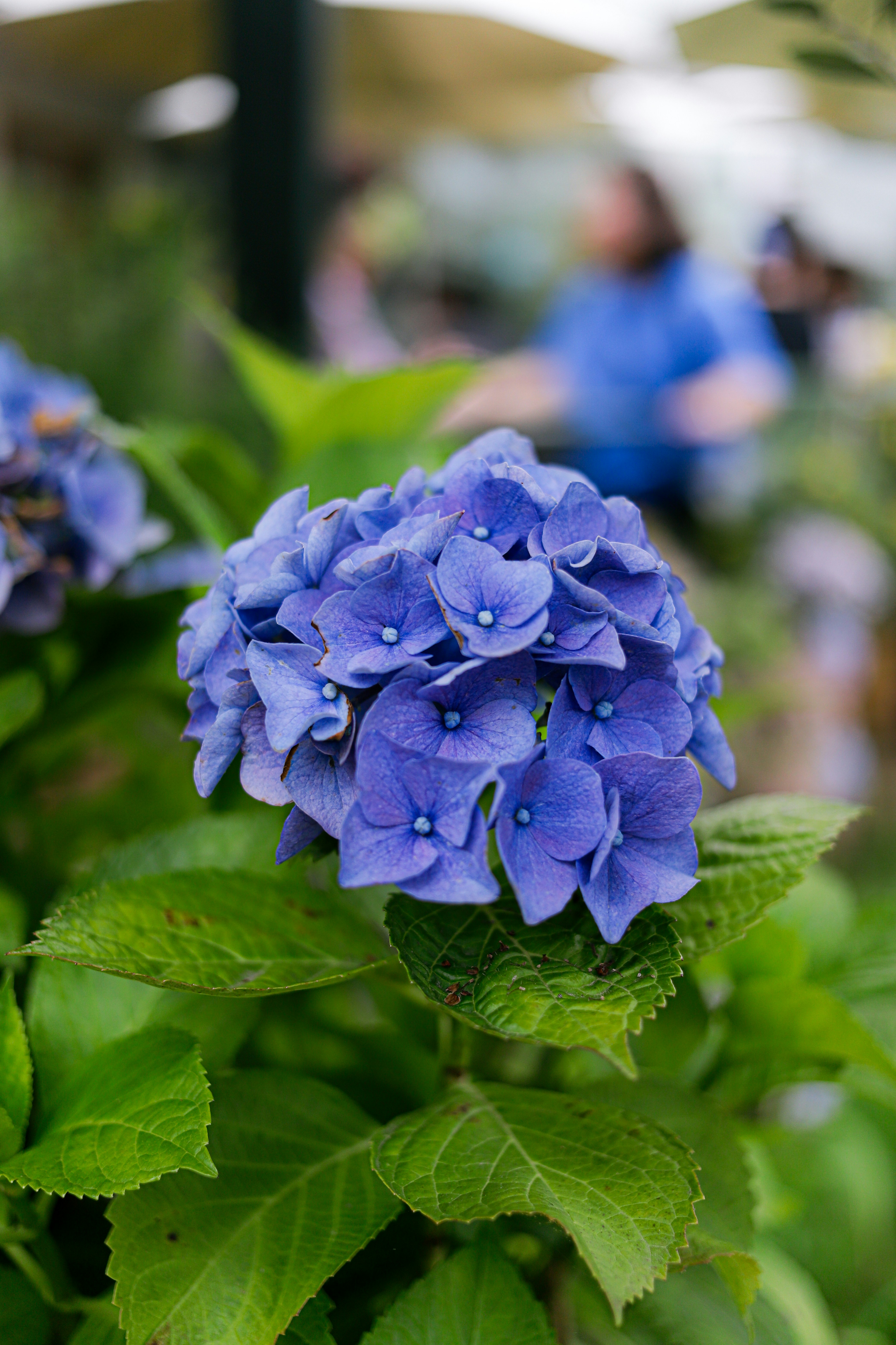 Blue Hydrangea Bloom: A Close-Up Portrait Amid a Soft-Blur Garden