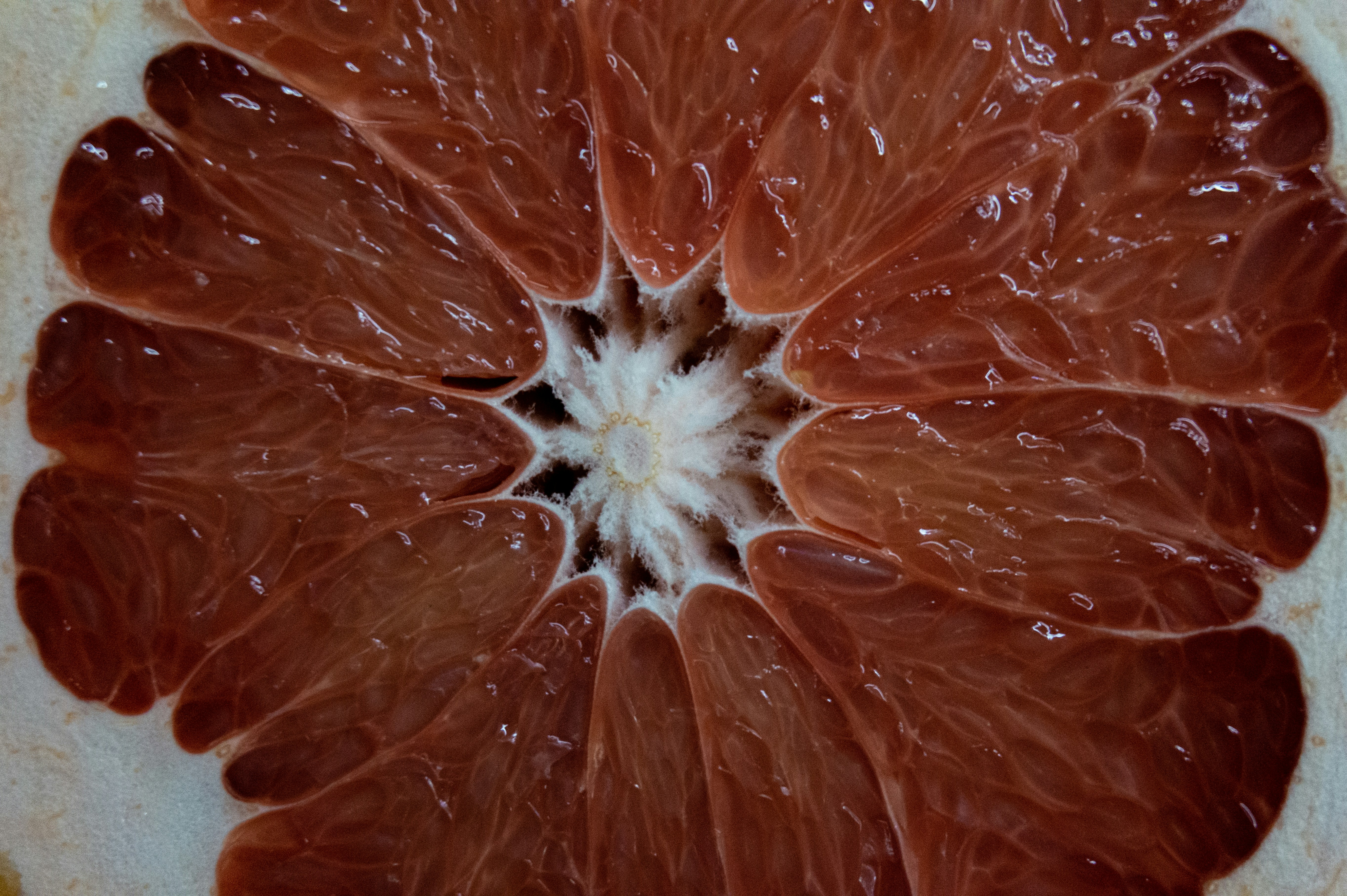 Radial Crown: The Precise Anatomy of a Grapefruit Slice