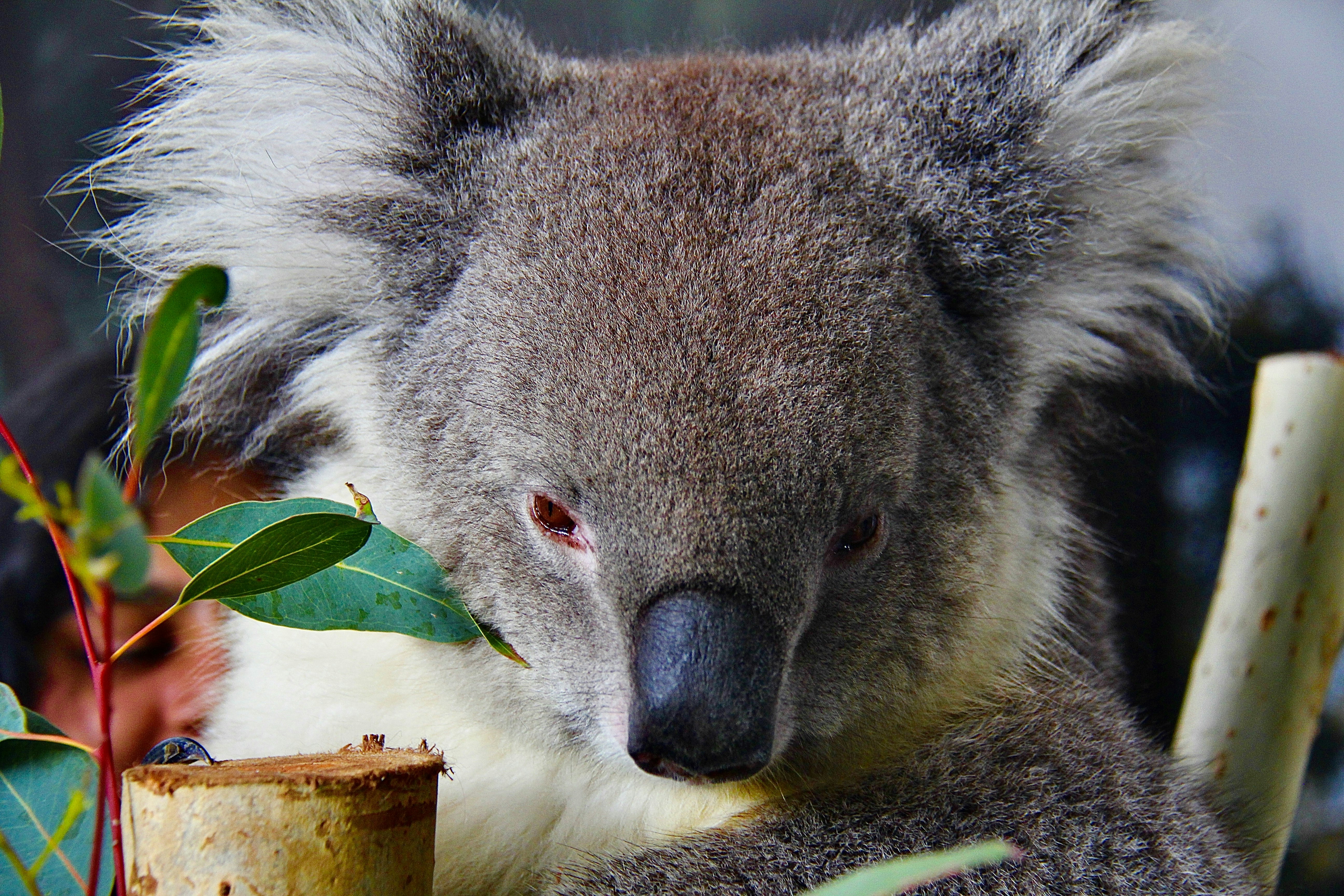 Un koala assis au sommet d’un arbre à côté d’une plante photo – Photo ...