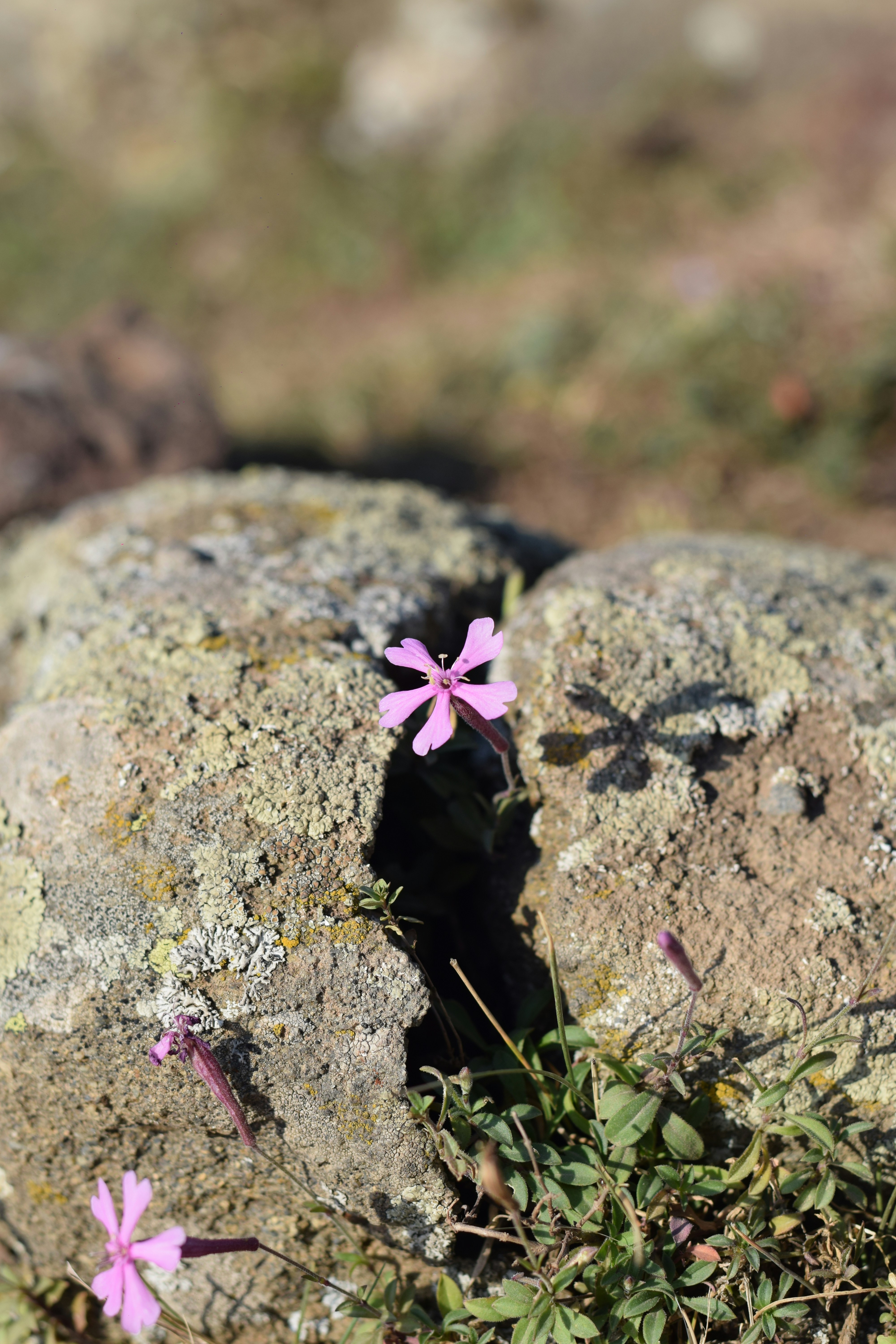 Una pequeña flor rosada que crece de una grieta en una roca foto – Imagen de Flor gratuita en ...