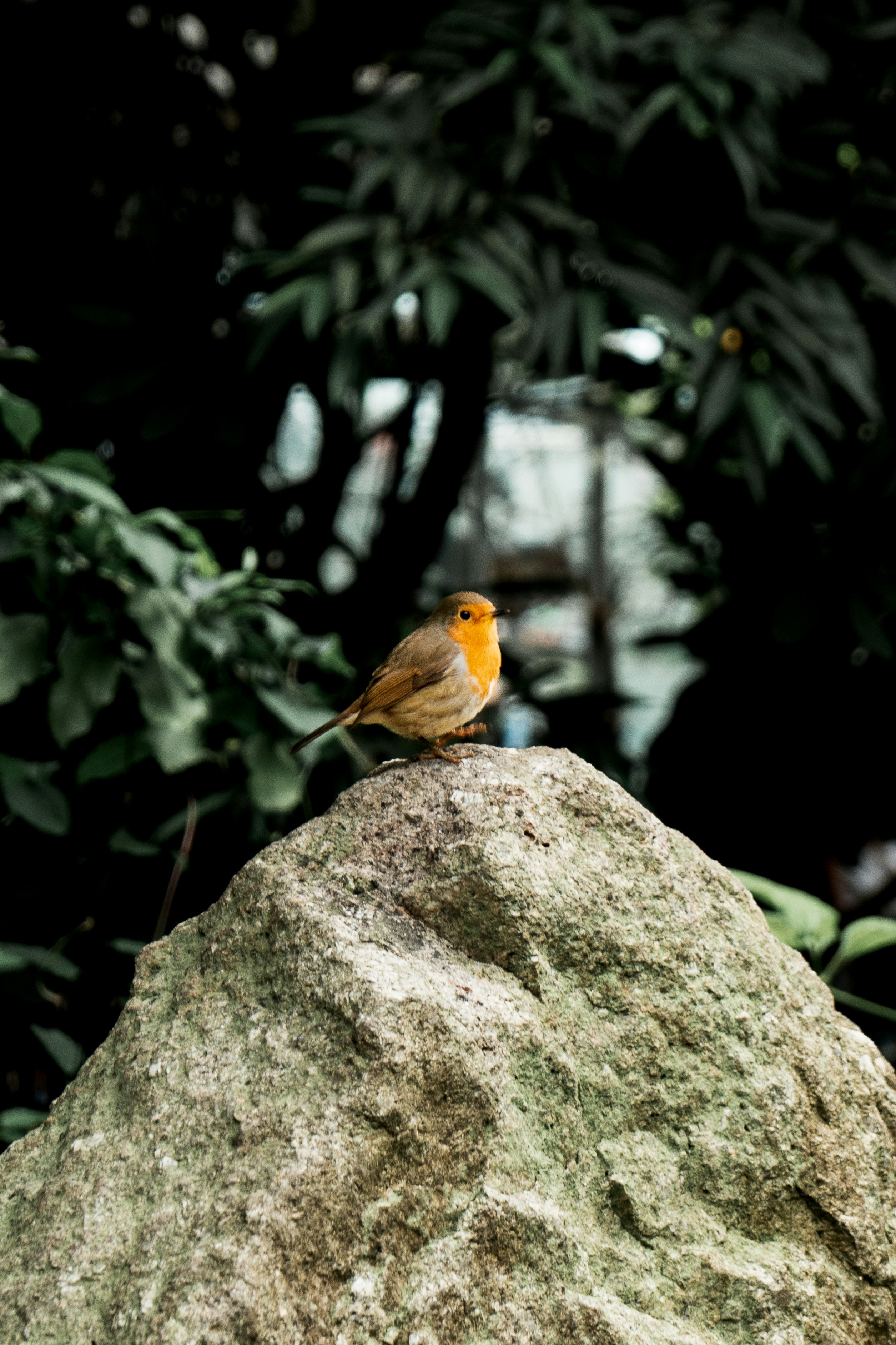 Robin on a Weathered Rock: Quiet Beacon Amid Garden Shadows