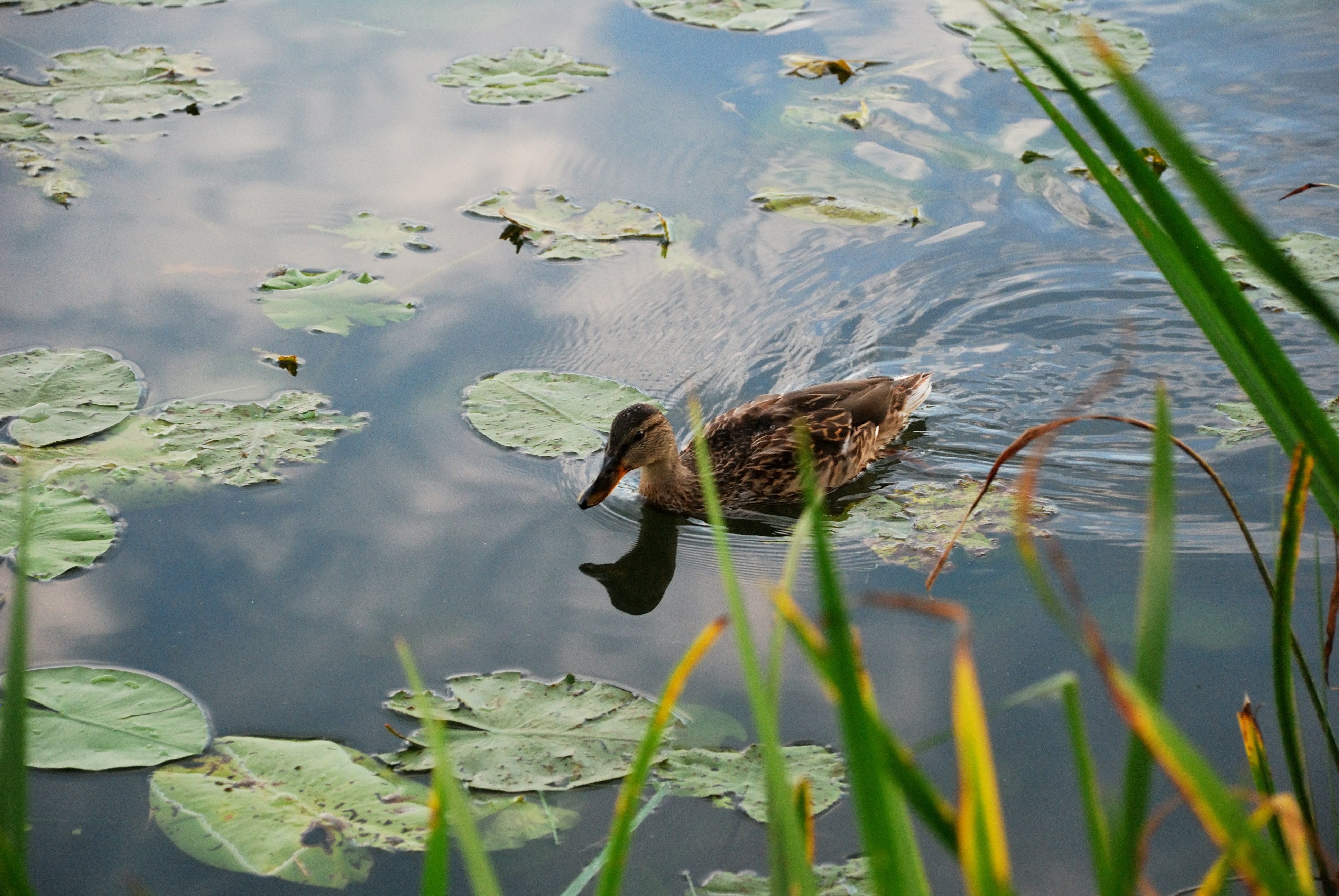 A duck floating on top of a lake surrounded by lily pads photo – Free ...