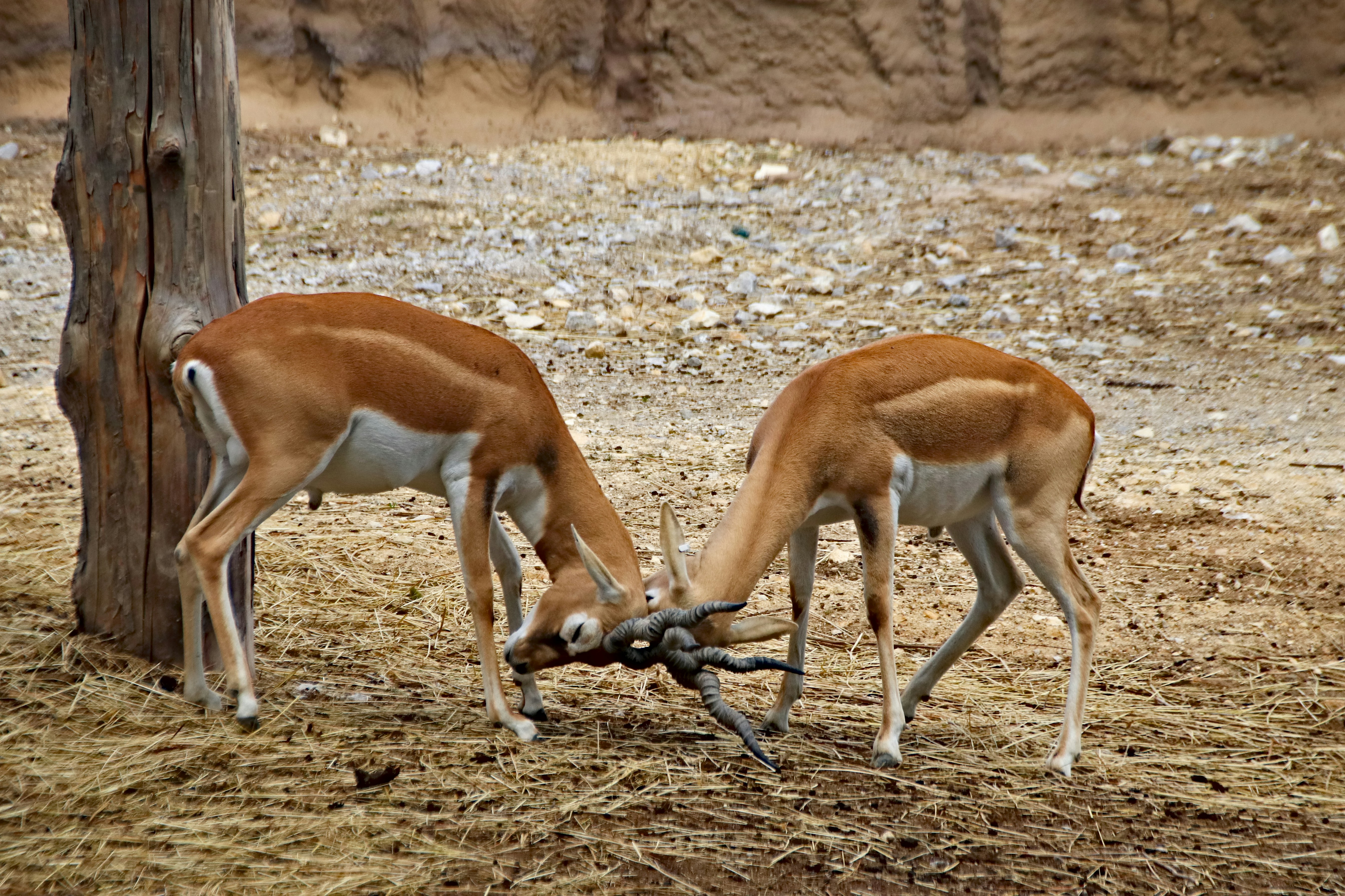 Photo by Dušan veverkolog with Canon EOS 77D