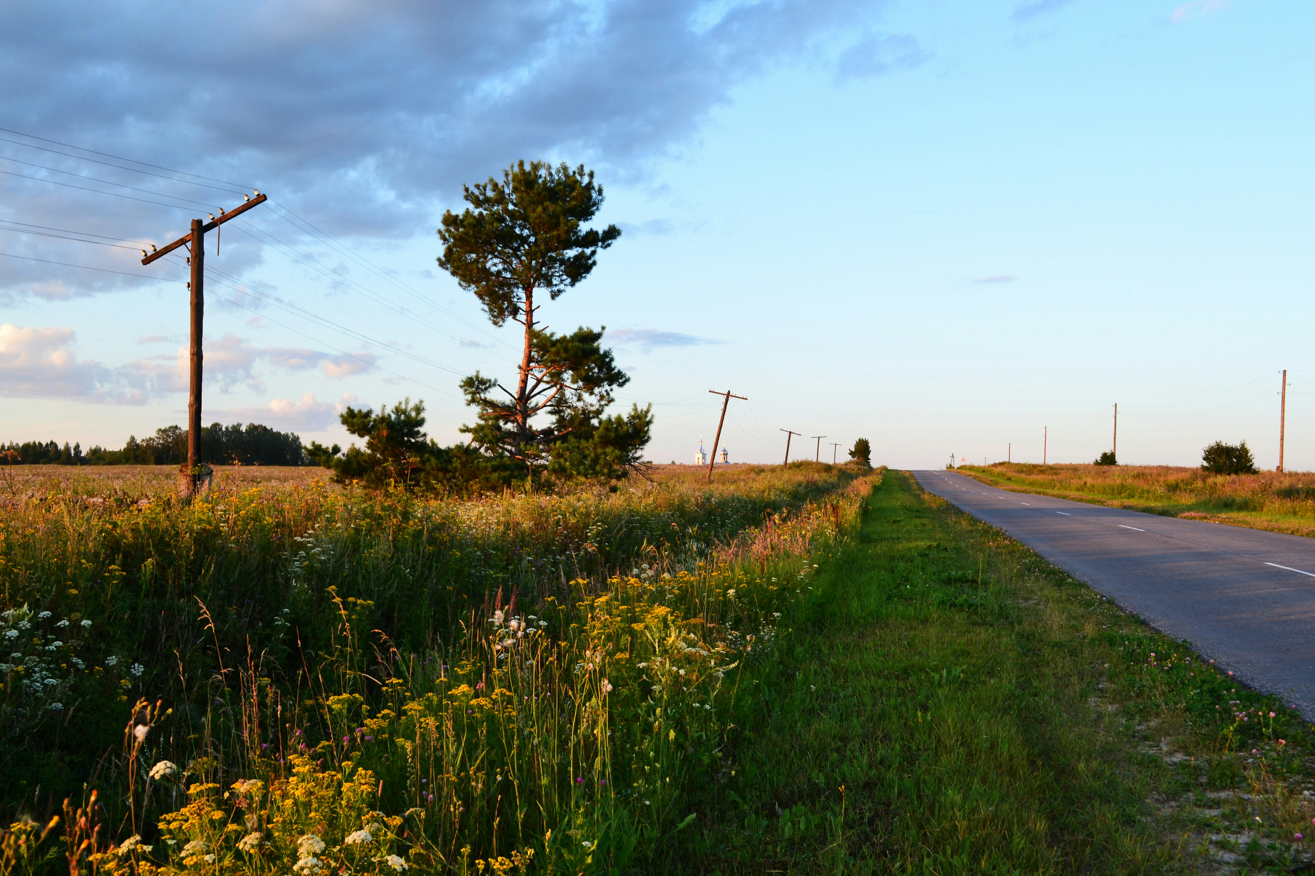 Lone Pine by the Quiet Prairie Road at Golden Hour
