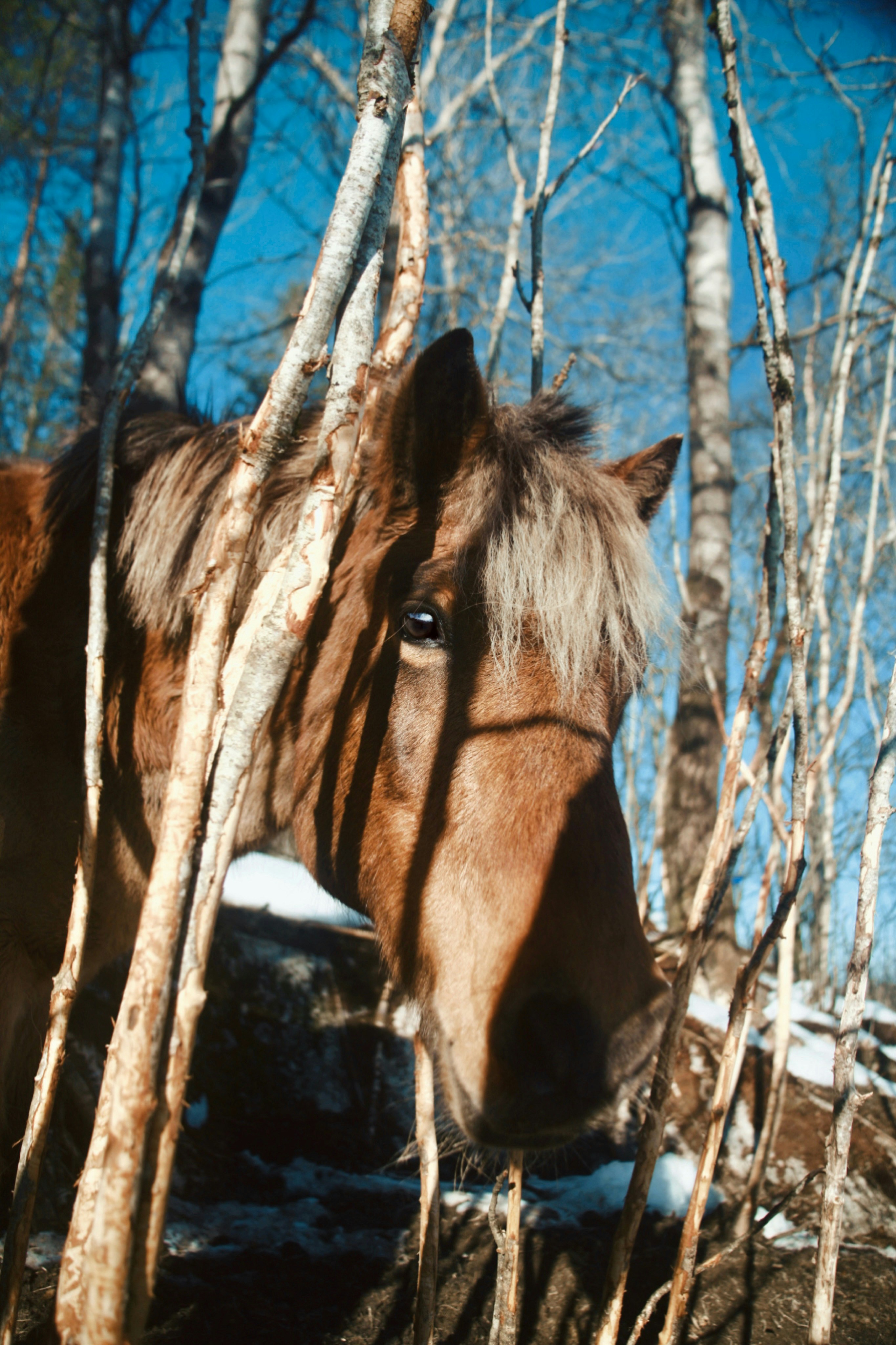 Between Birch Slats and Blue Sky: A Horse Peeks Through Winter Branches