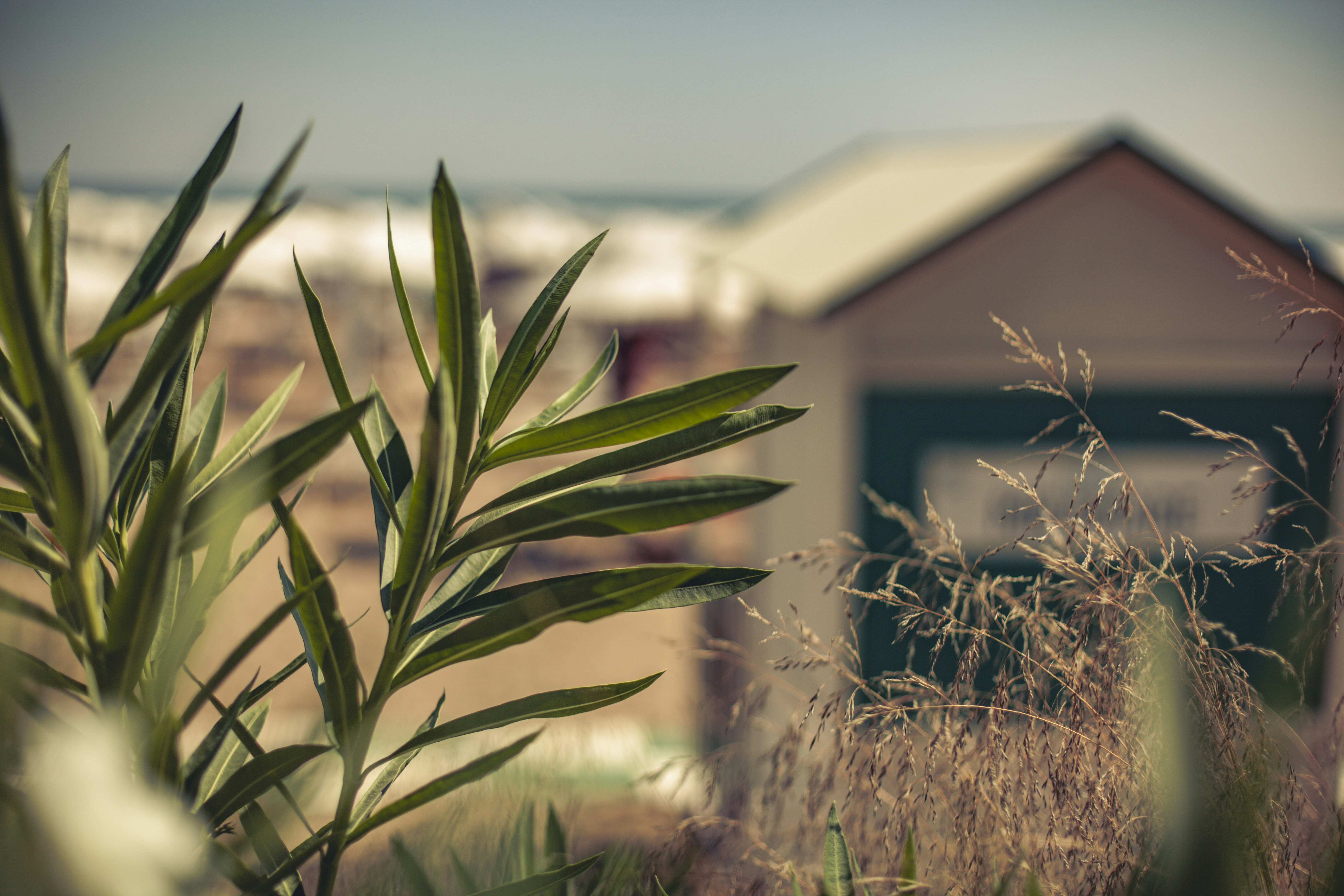 Branching Green: Close-Up of Coastal Plant Against Distant Building