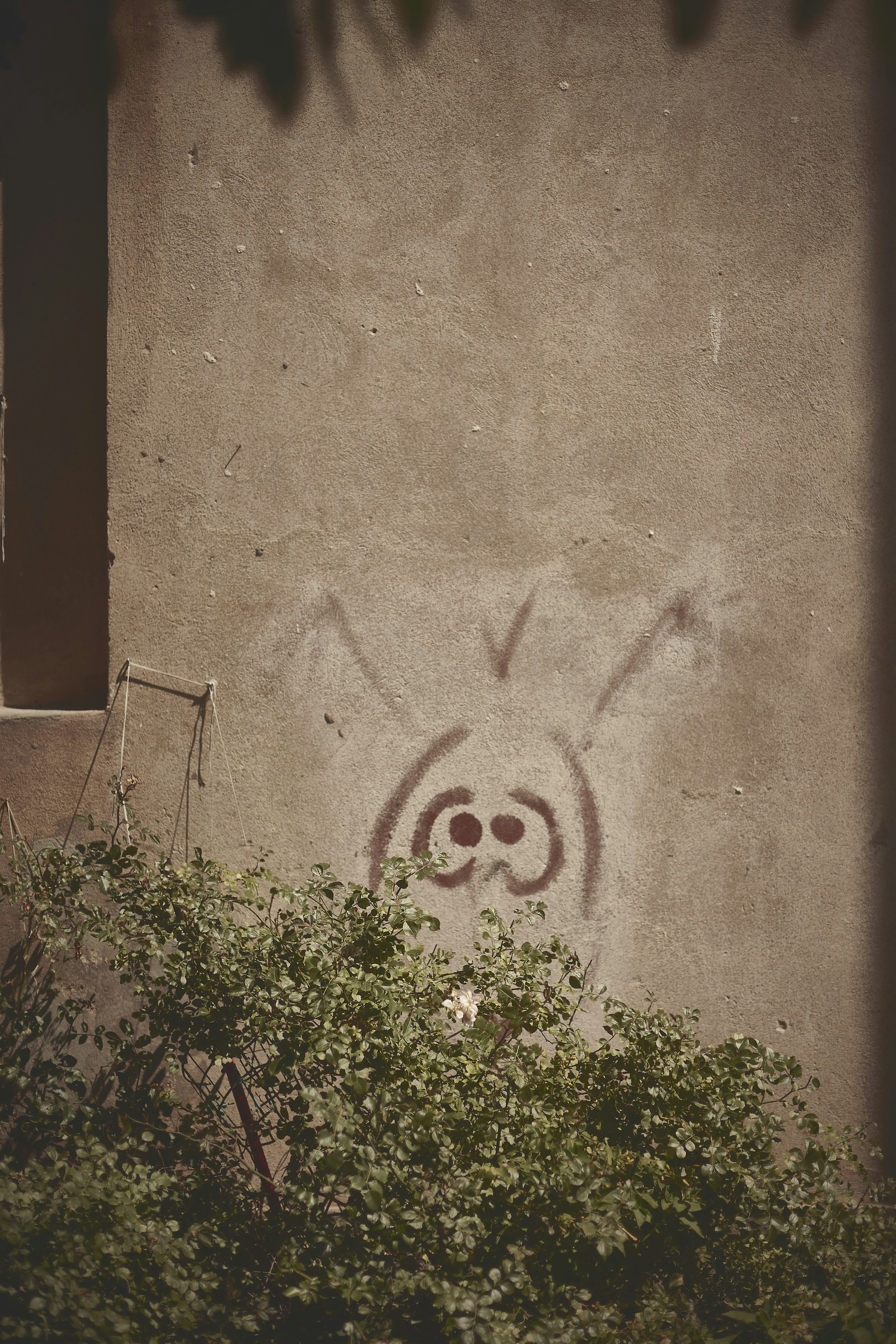 Graffiti Owl Overgrowth: Quiet Wall with Palmetto Shadows