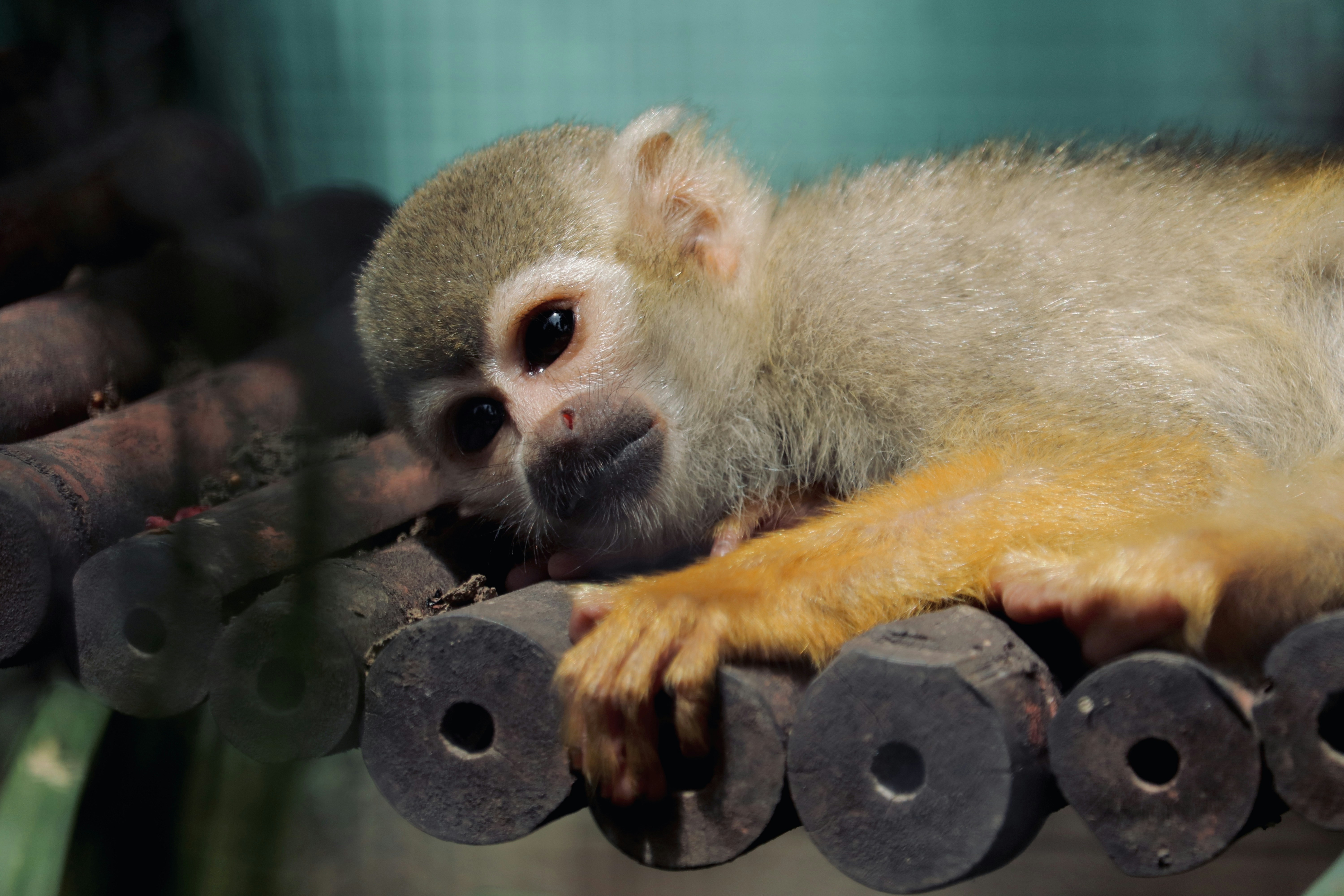 A small monkey laying on top of a pile of metal tubes photo – Free ...