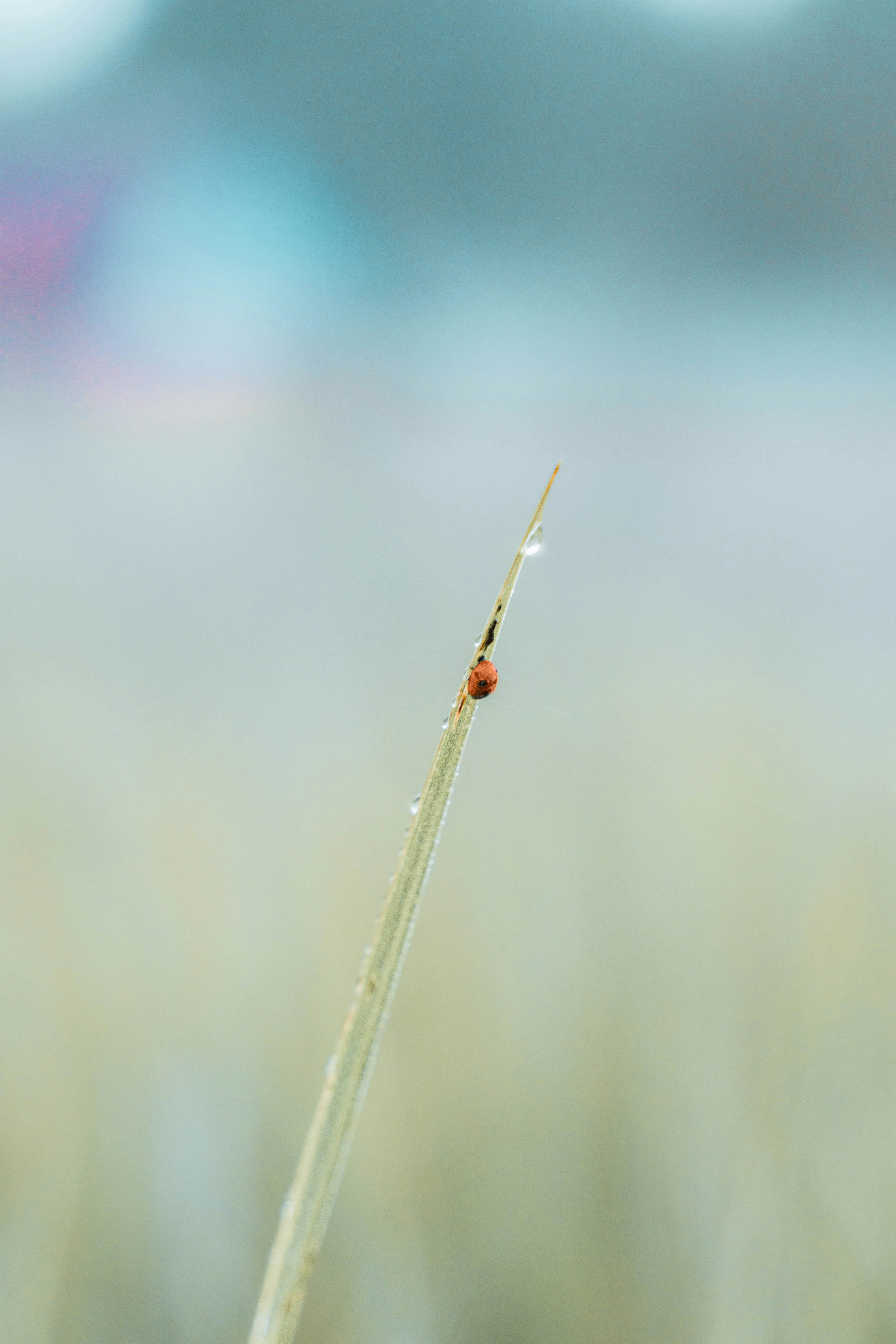 a ladybug climbing through the grass early in the morning