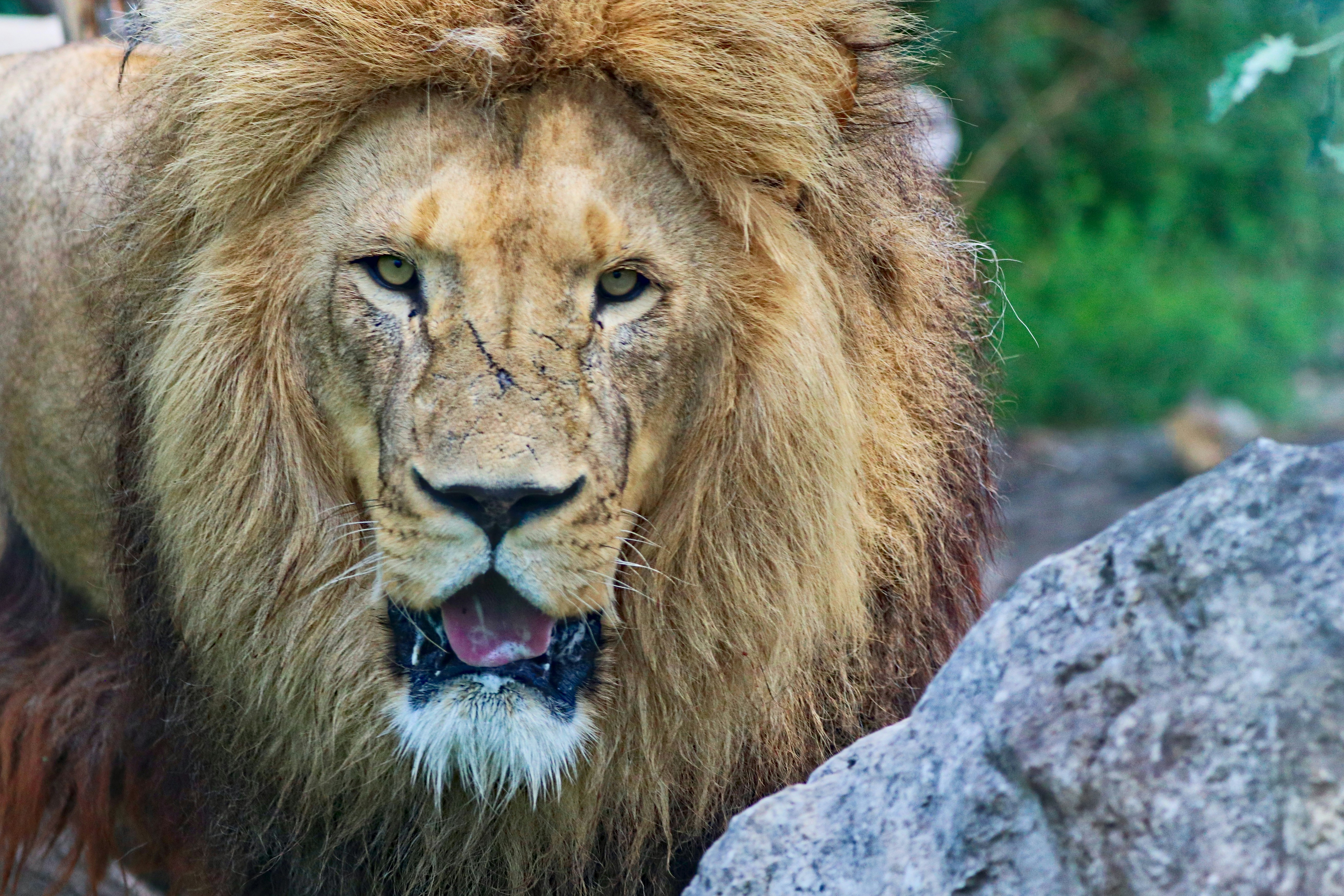 A close up of a lion near a rock photo – Free Animal Image on Unsplash