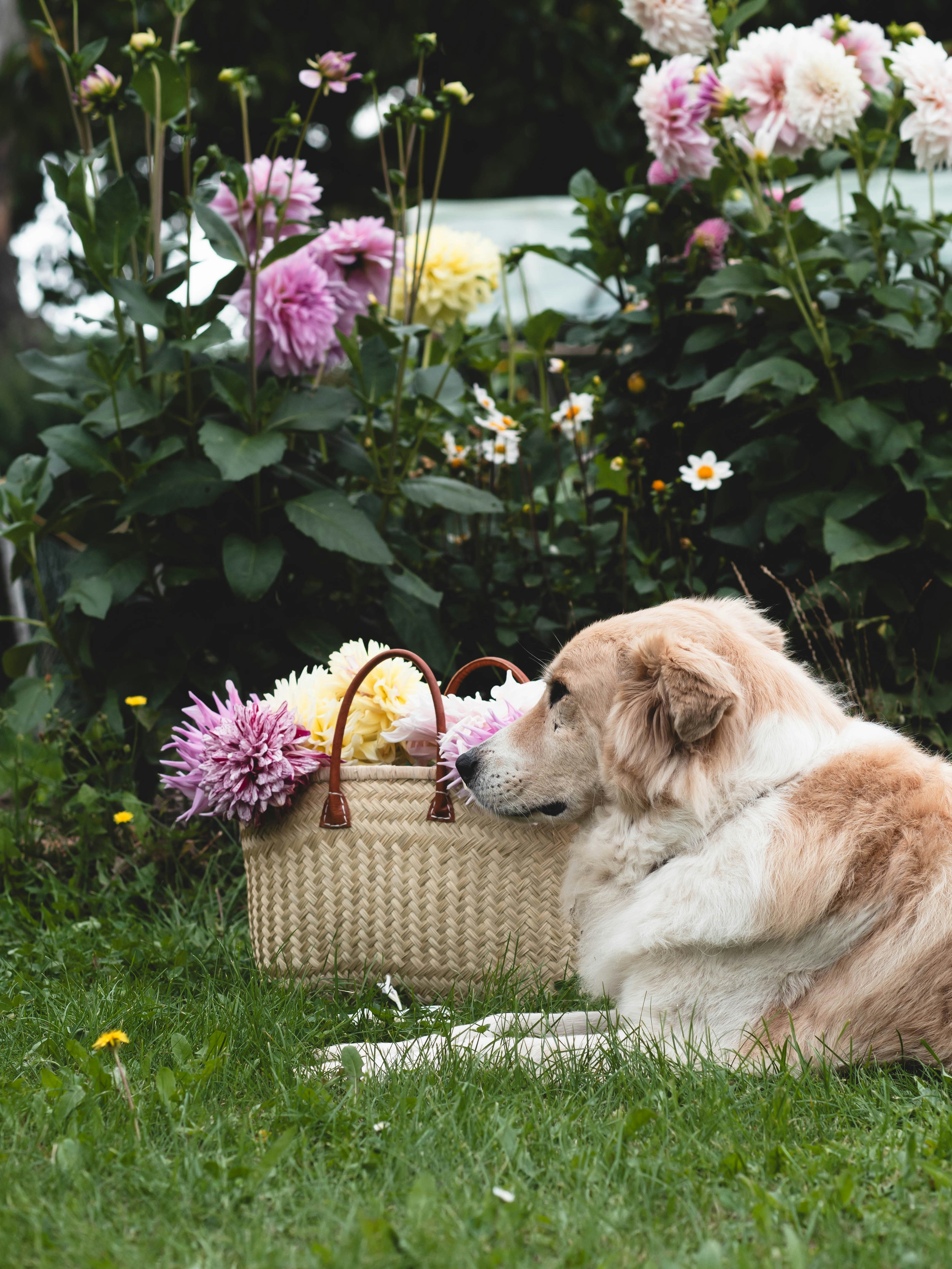 Resting by the Bloom Basket: A Golden Moment in a Sunlit Garden