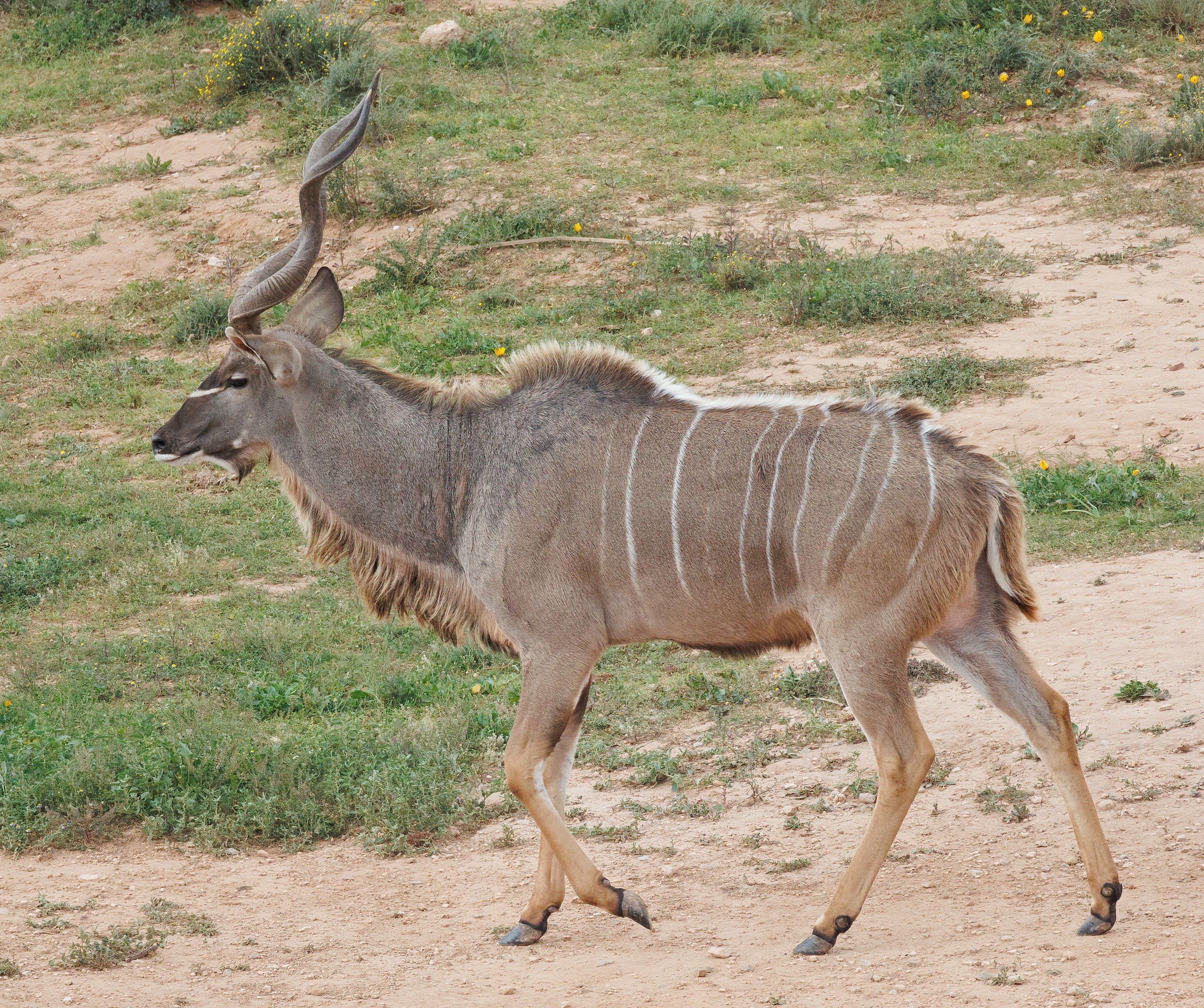 Kudu Bull