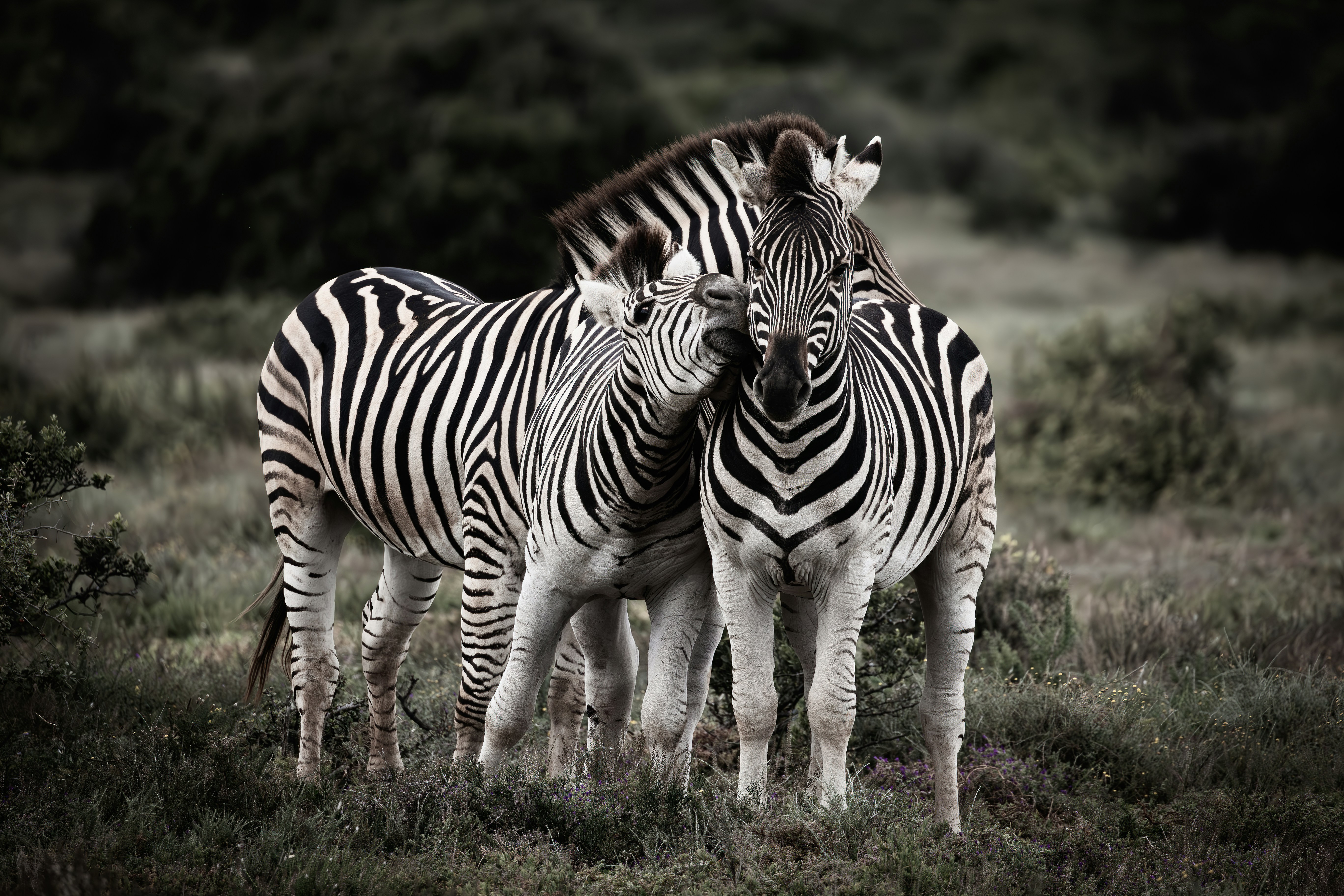 Three zebras standing closely together in a grassy savannah, their stripes creating a mesmerizing pattern.
