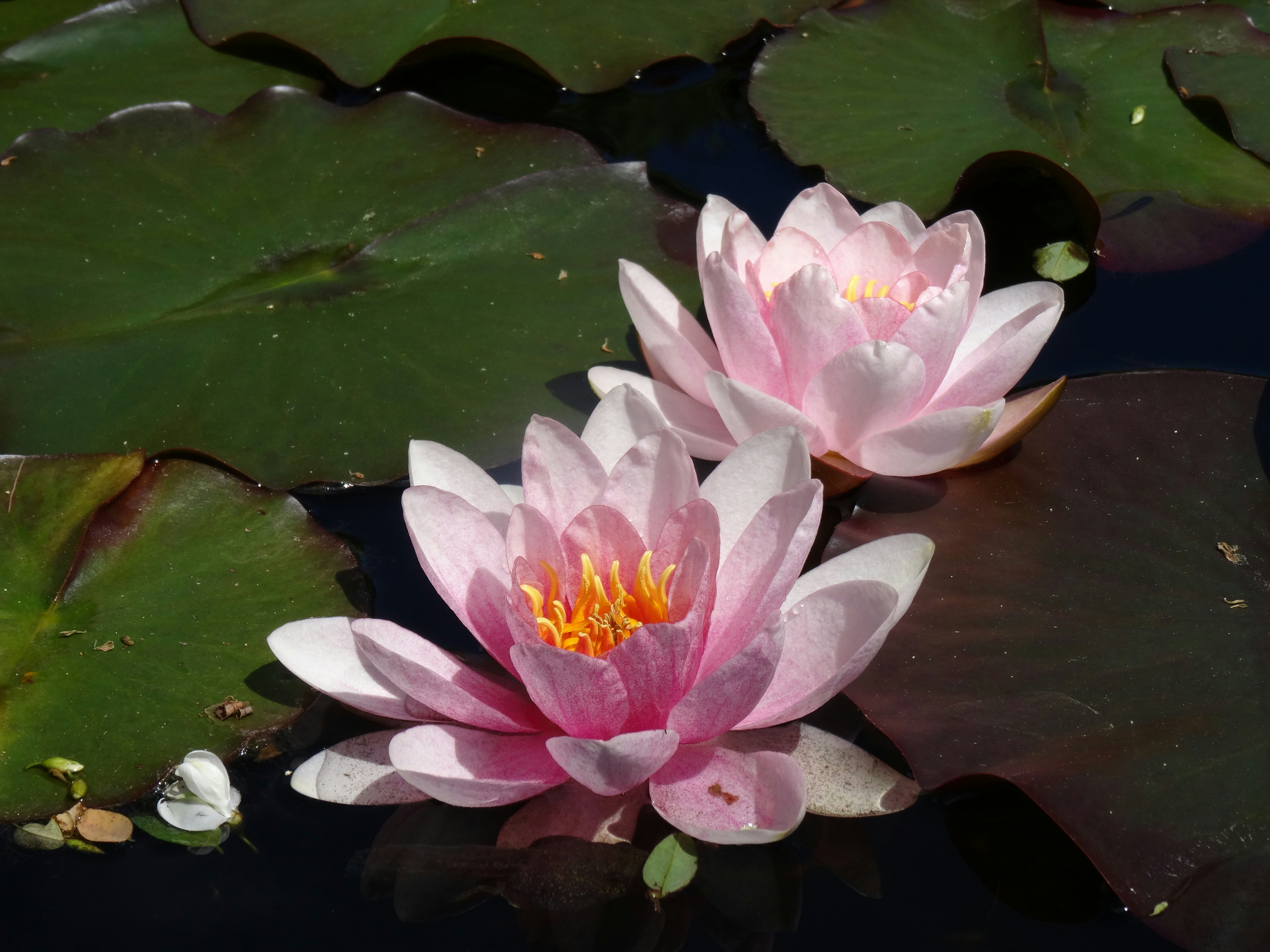 Two pink water lilies gracefully float on a dark pond, surrounded by green lily pads. Their delicate petals contrast beautifully against the water's surface.
