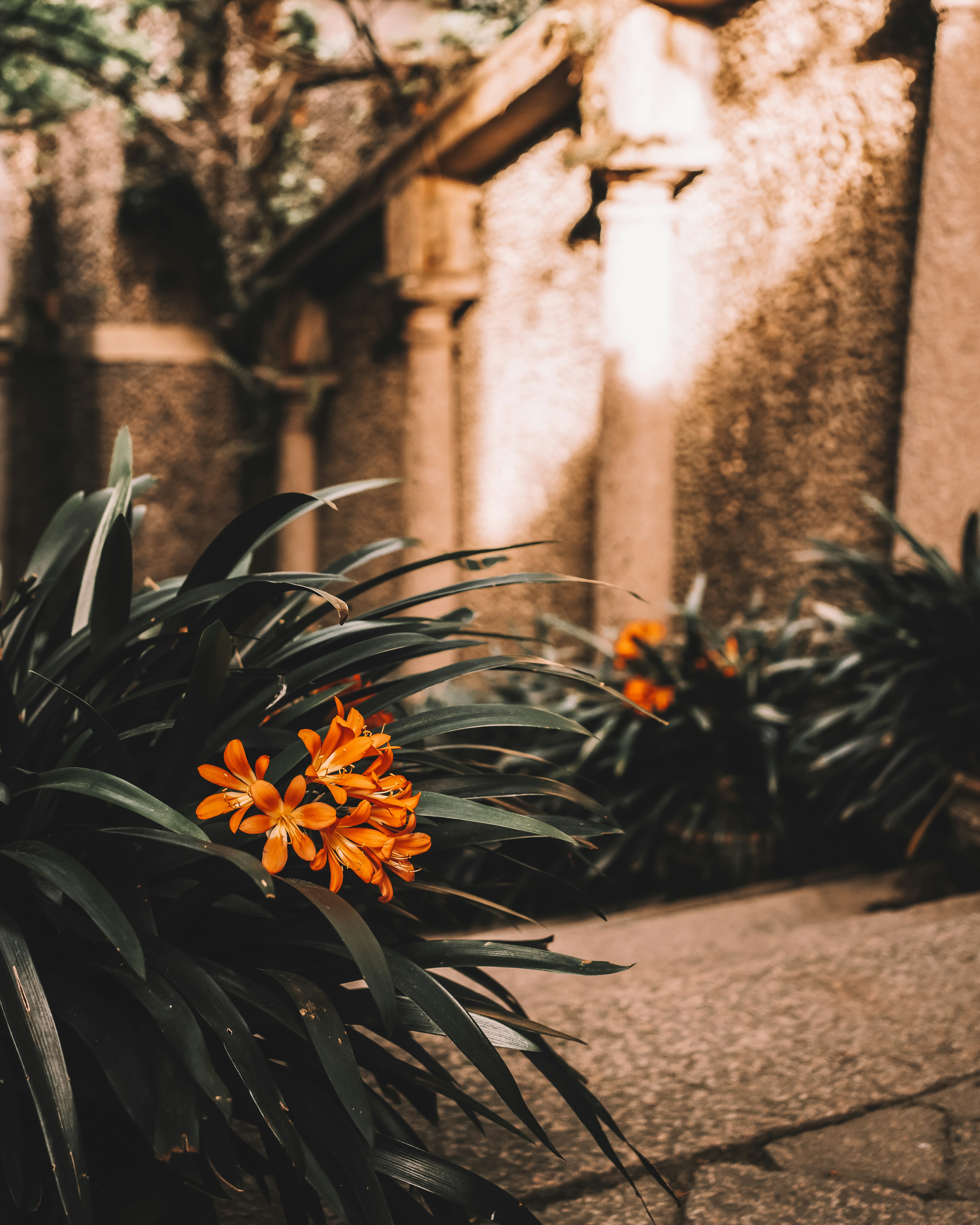 A plant with orange flowers in front of a building photo – Free Stresa ...