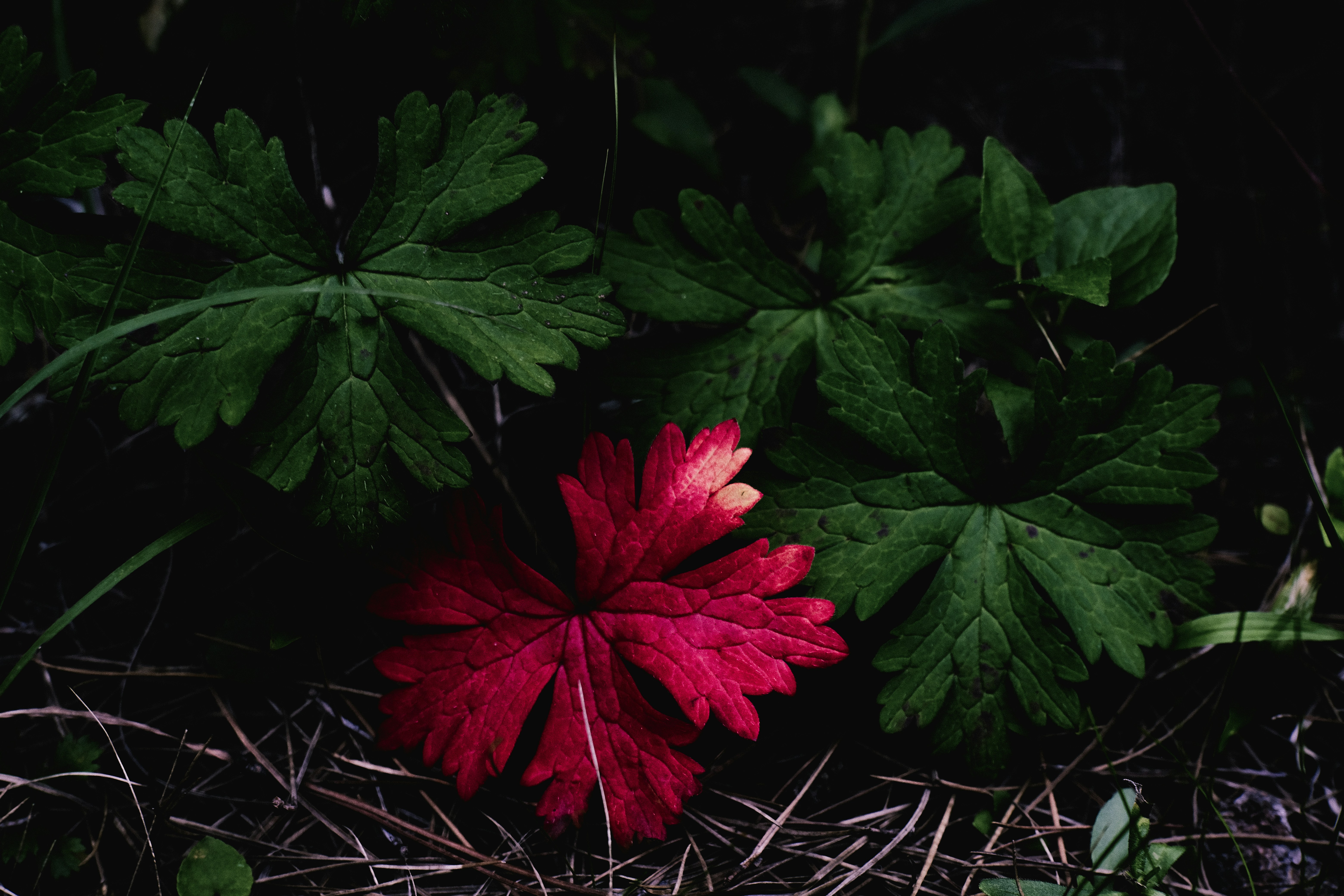 Crimson Leaf Quietly Commands a Shadowed Understory