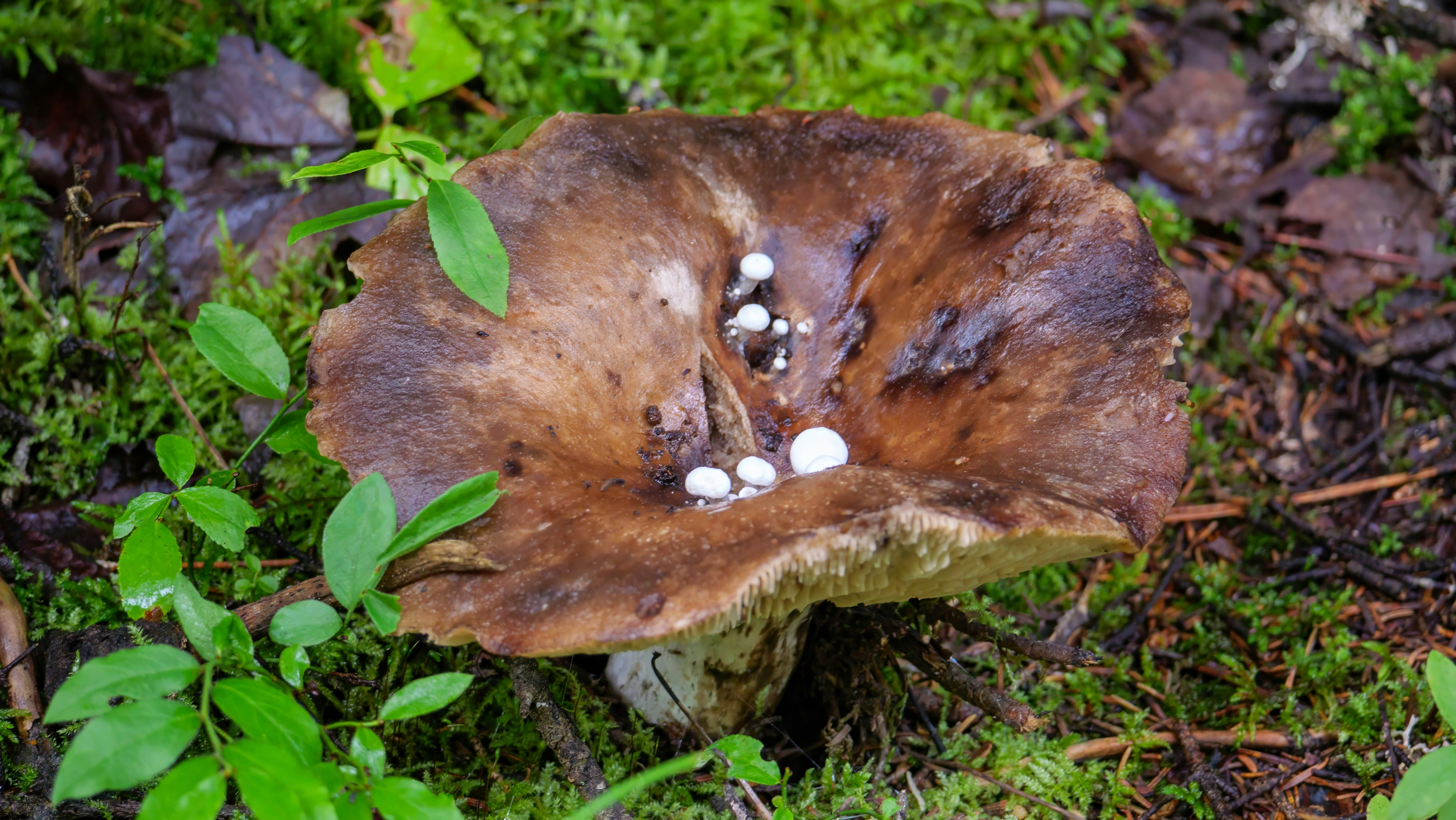 Brown Mushroom Crown Nestled in Moss and Leaf Litter