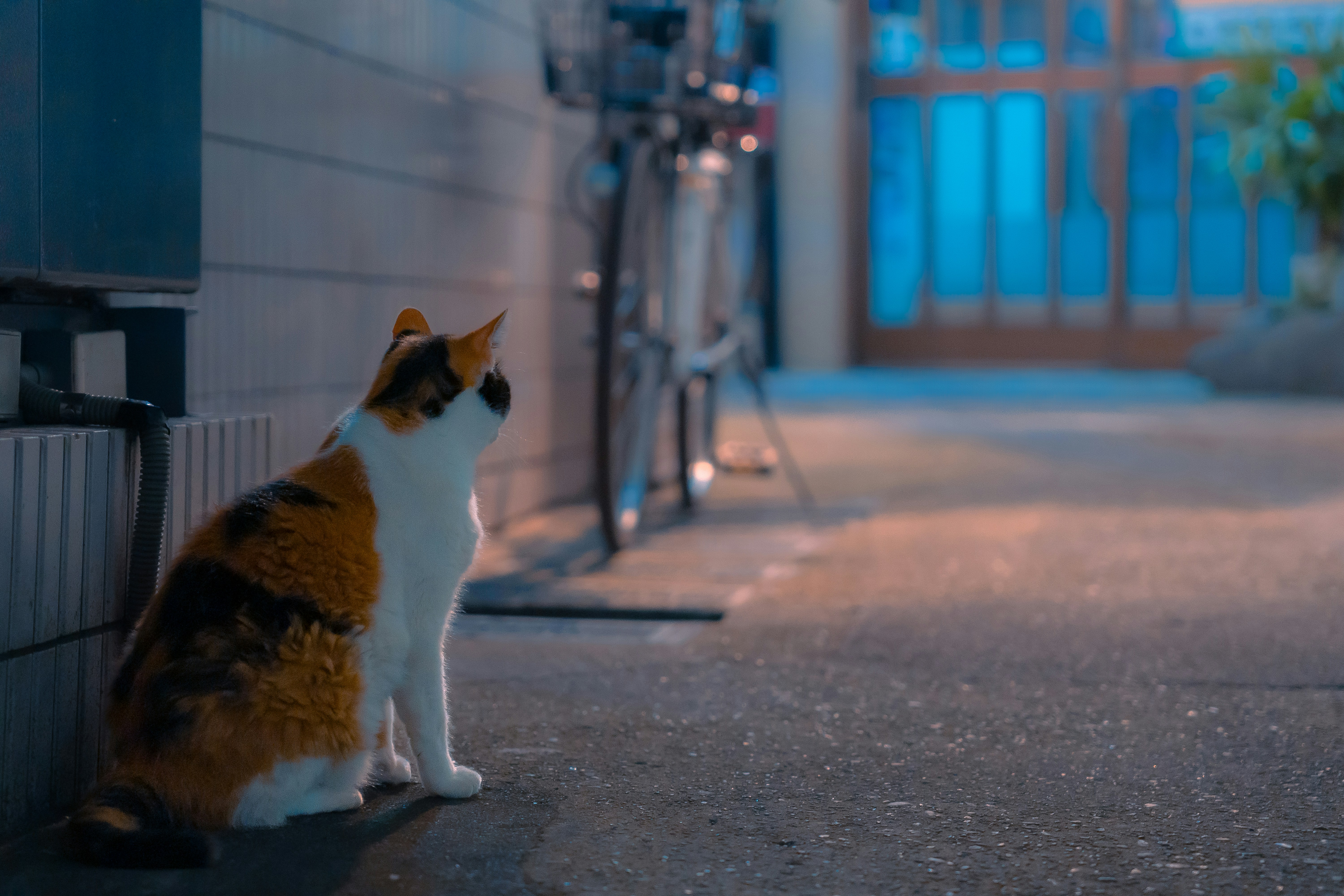 Calico Sentinel Under Neon Blue Streetlight