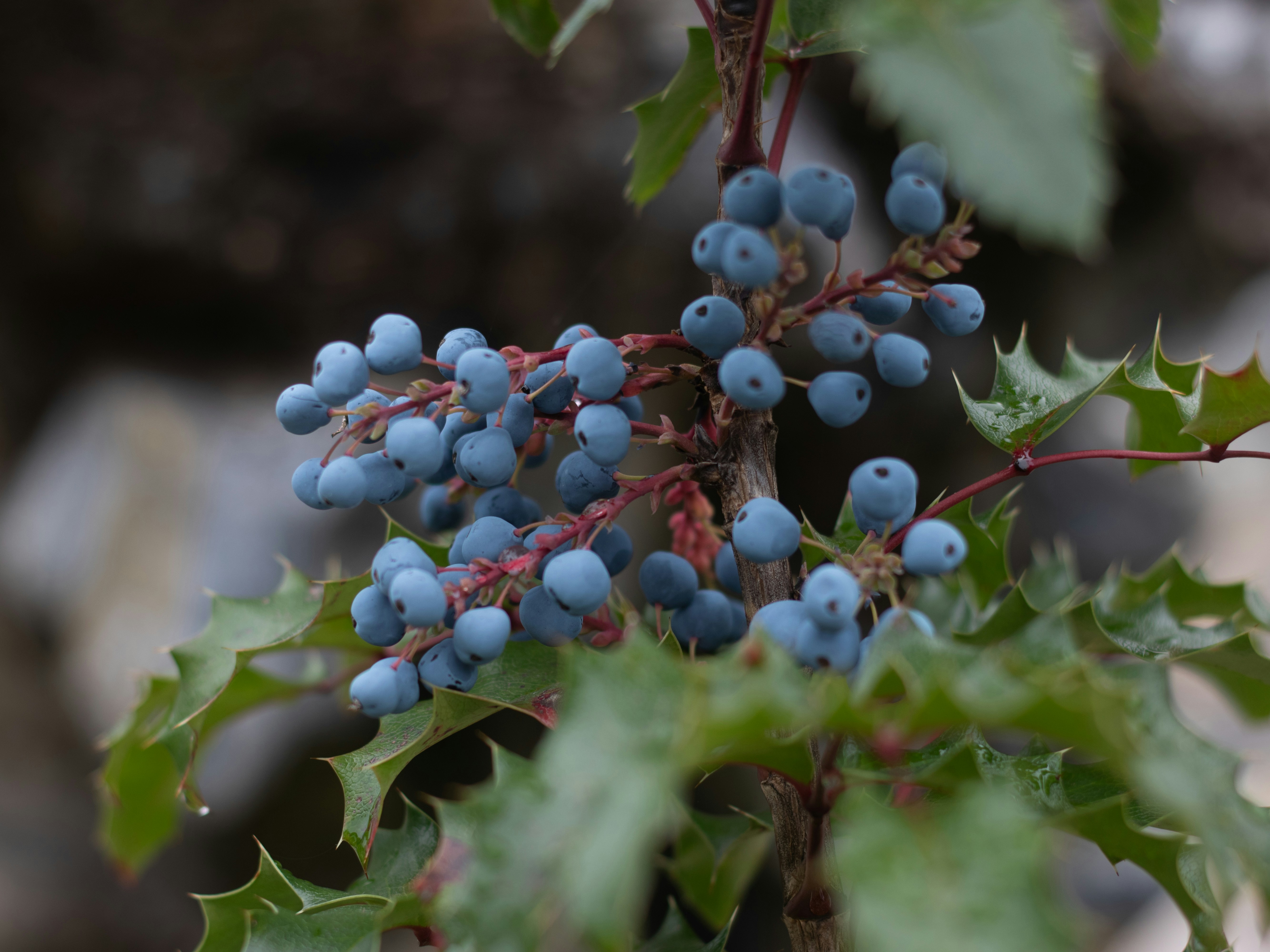 Blue Berry Cluster on Thorny Branch in Soft Focus Garden