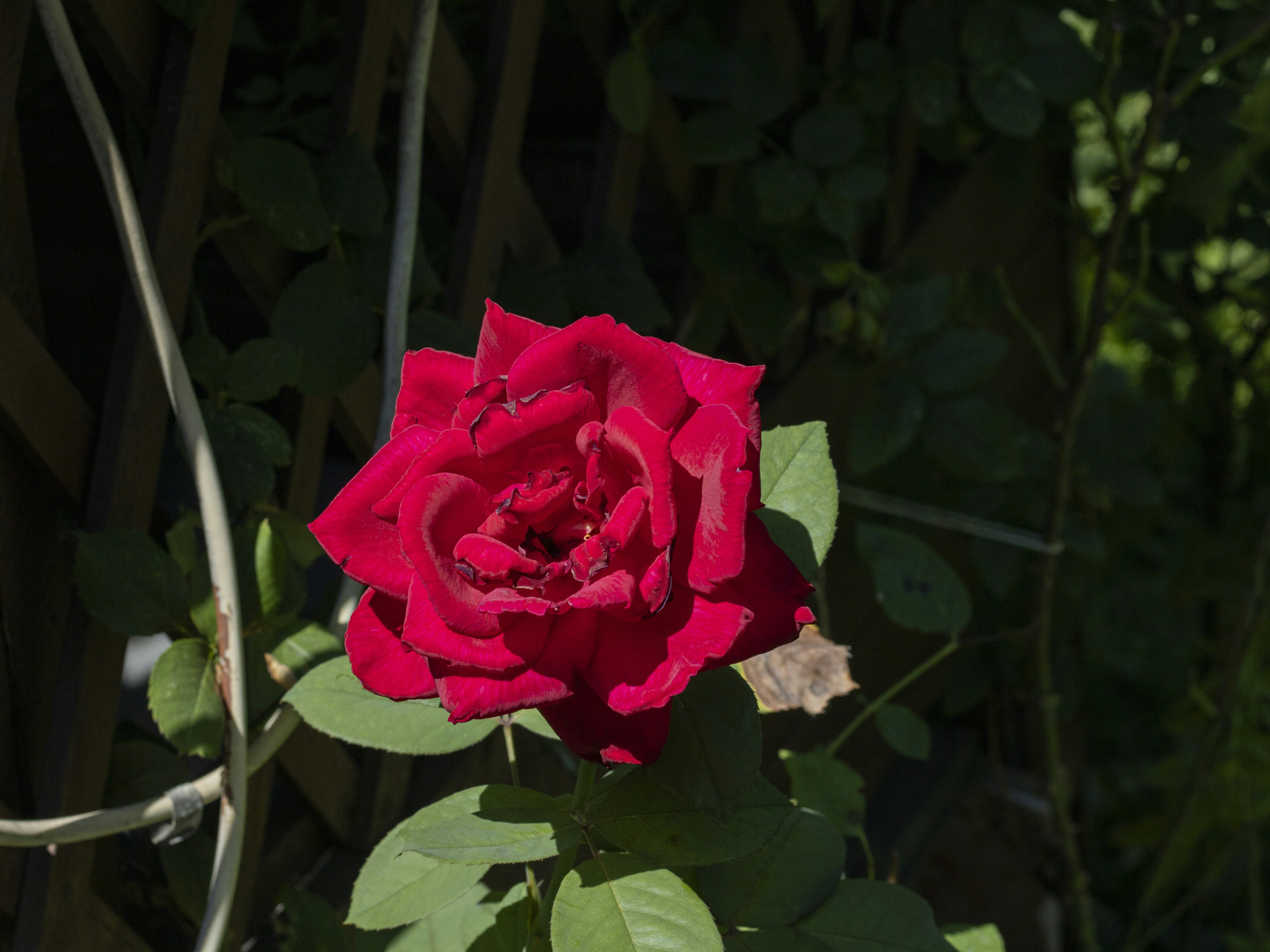 Crimson Bloom in Dappled Light: A Quiet Garden Portrait