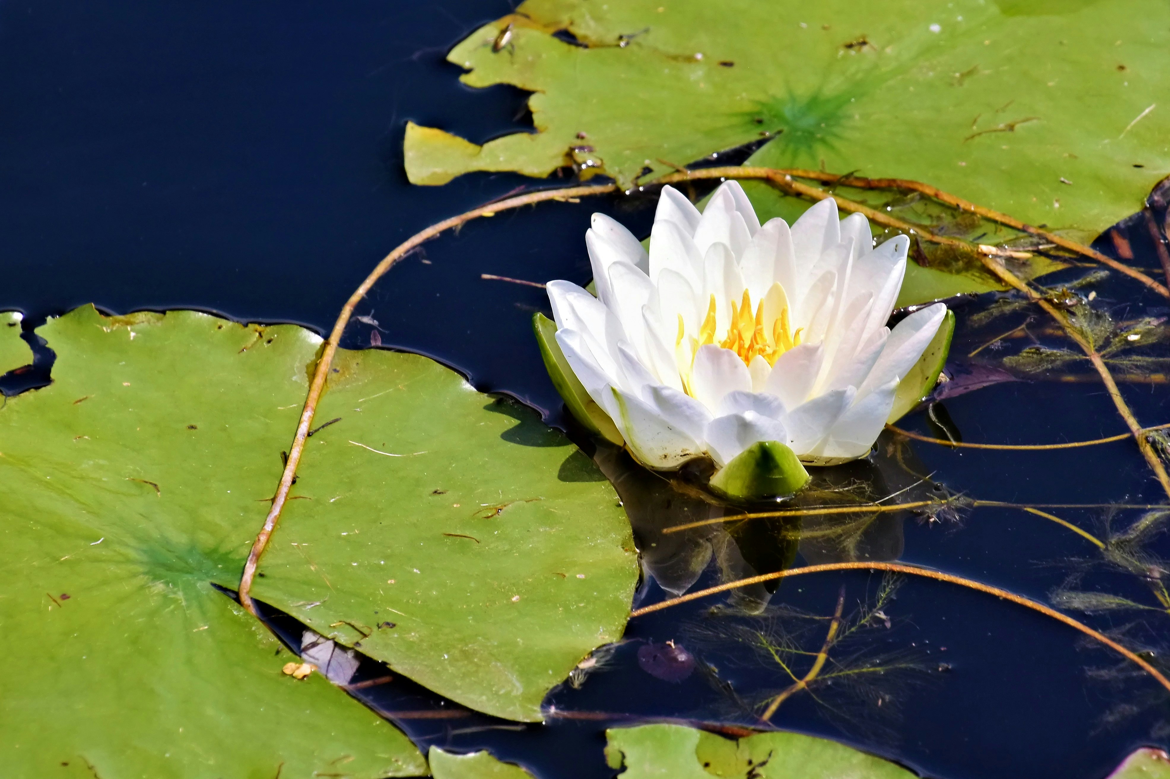 White water lily with yellow center floating among green lily pads on a dark pond.