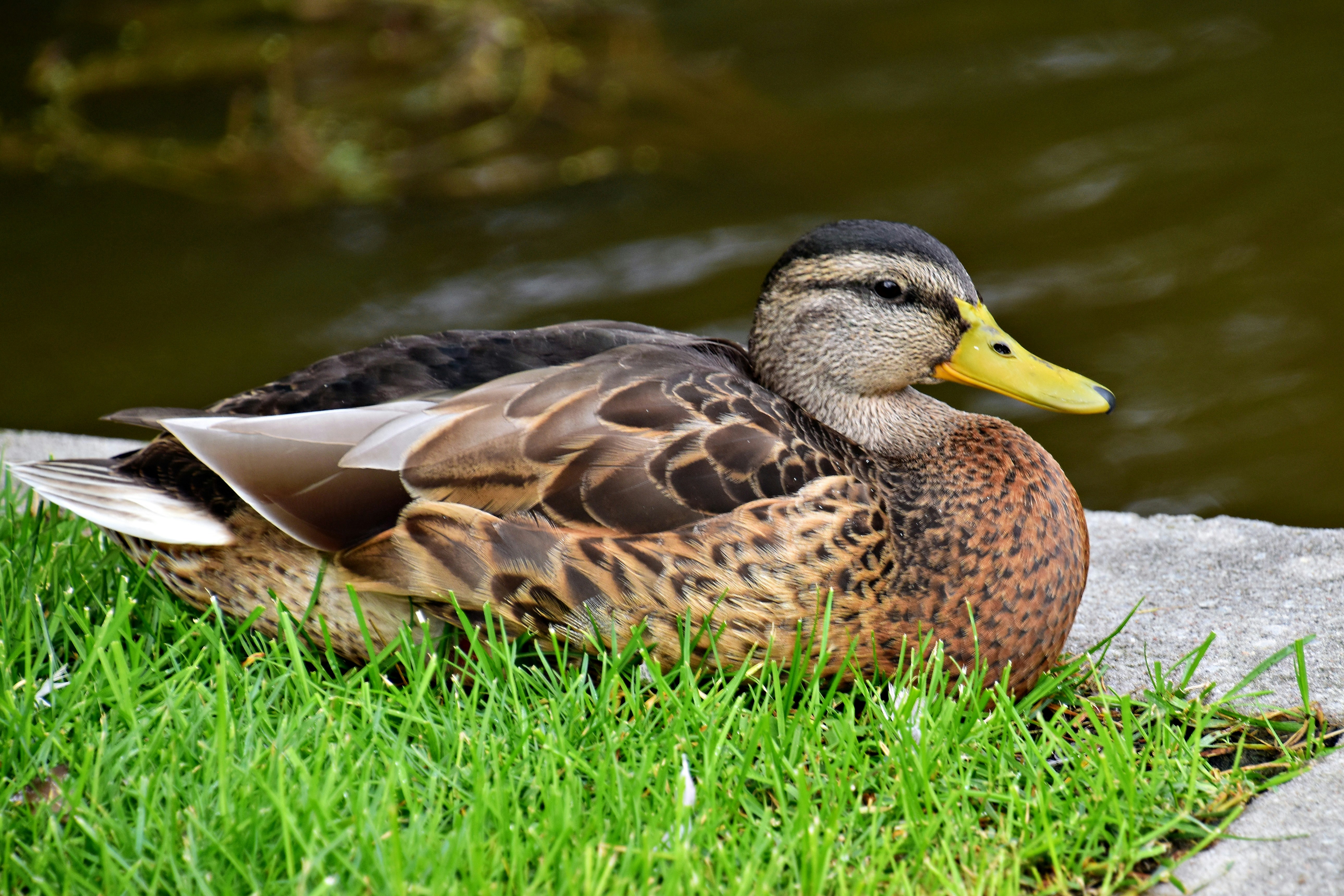 Un pato que está sentado en la hierba foto – Imagen de Canadá gratuita ...