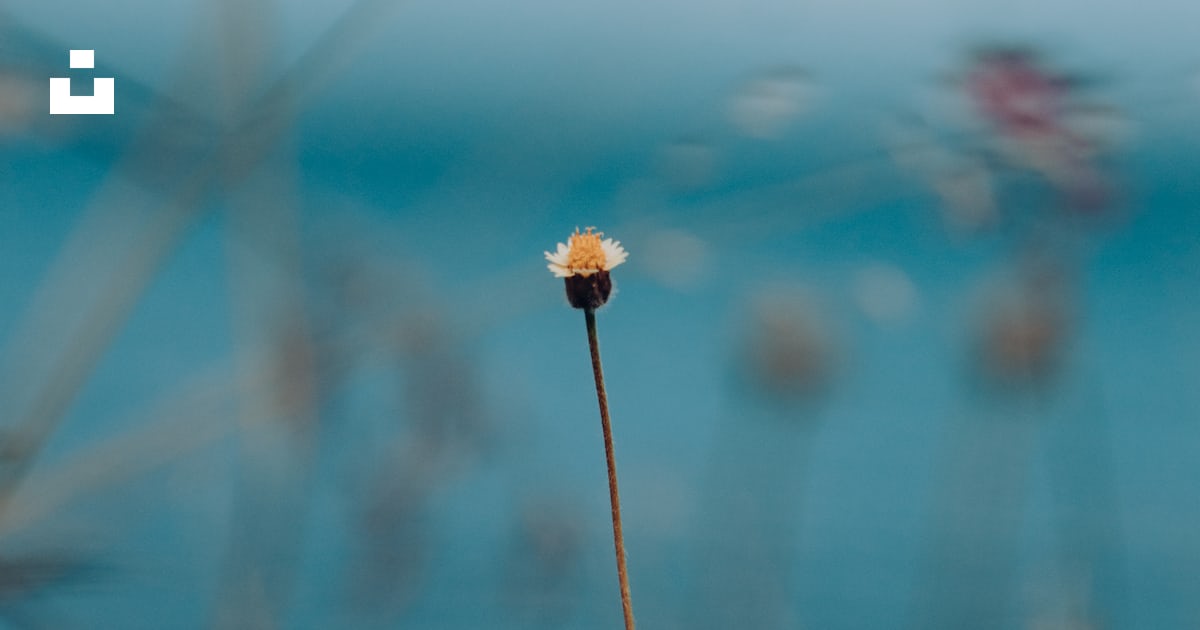 A Small White Flower Sitting On Top Of A Grass Covered Field Photo