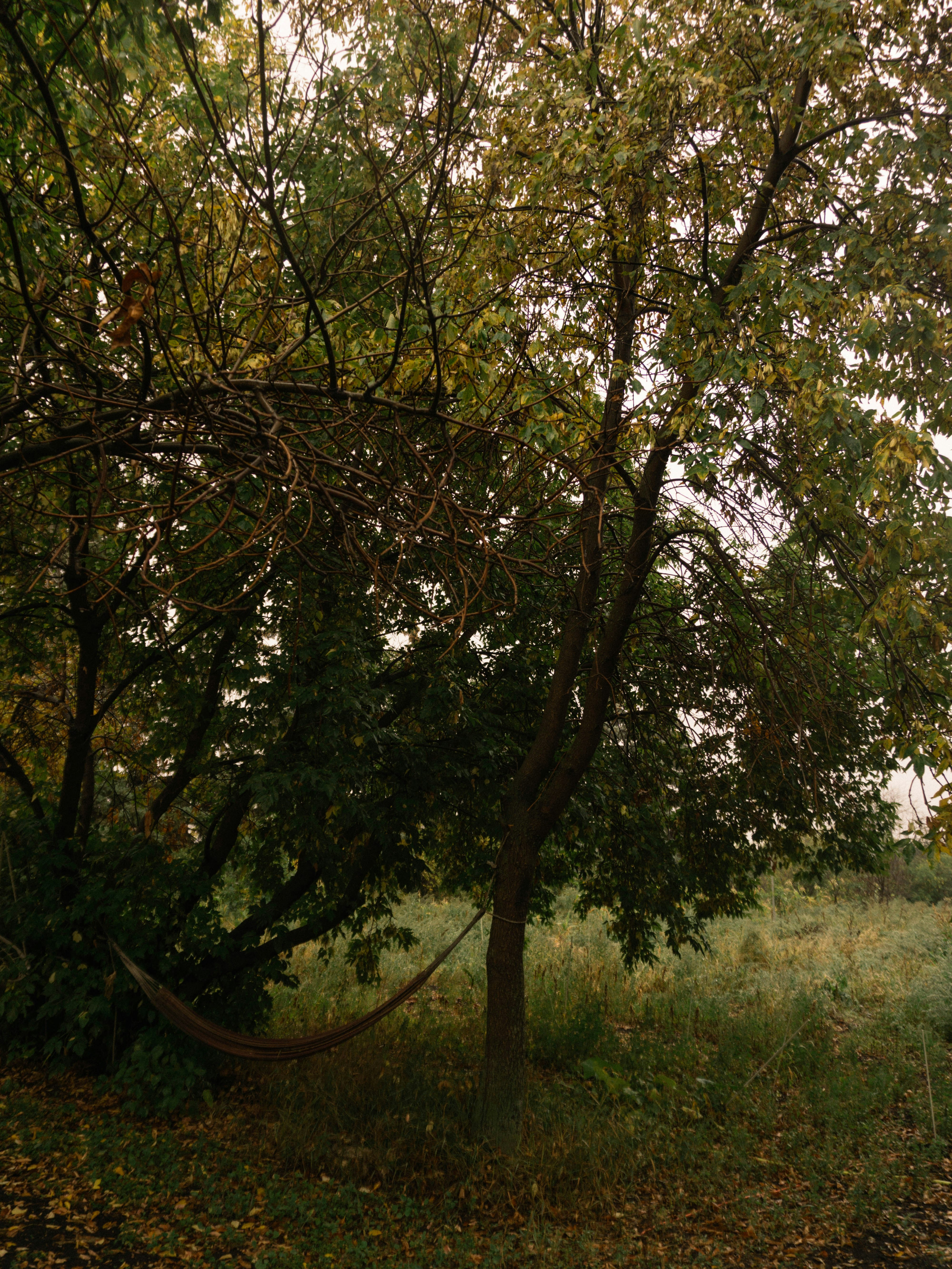 Hammock Quietly Anchored in a Sun-Dappled Grove