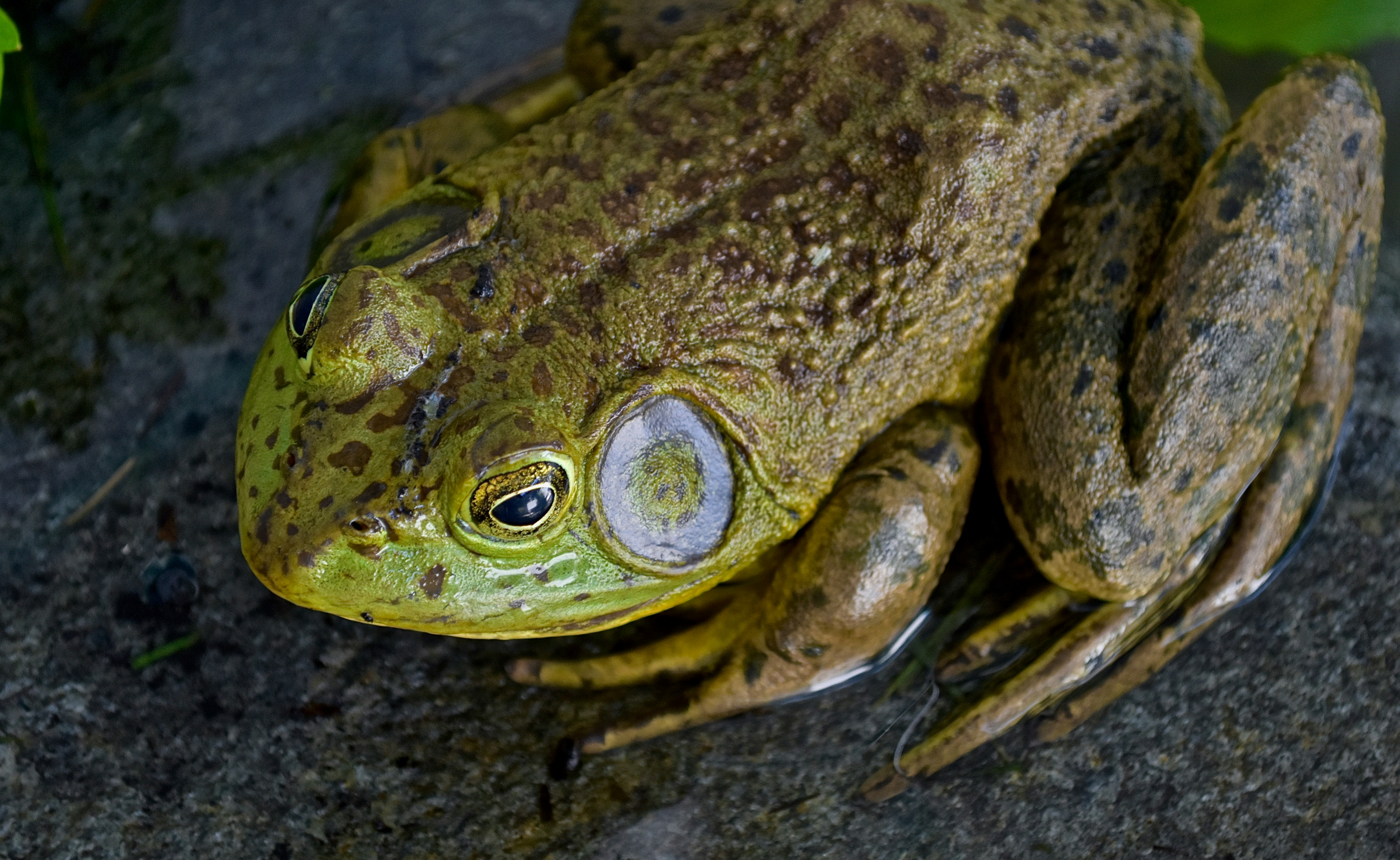 Emerald-eyed frog perched on a rain-washed rock