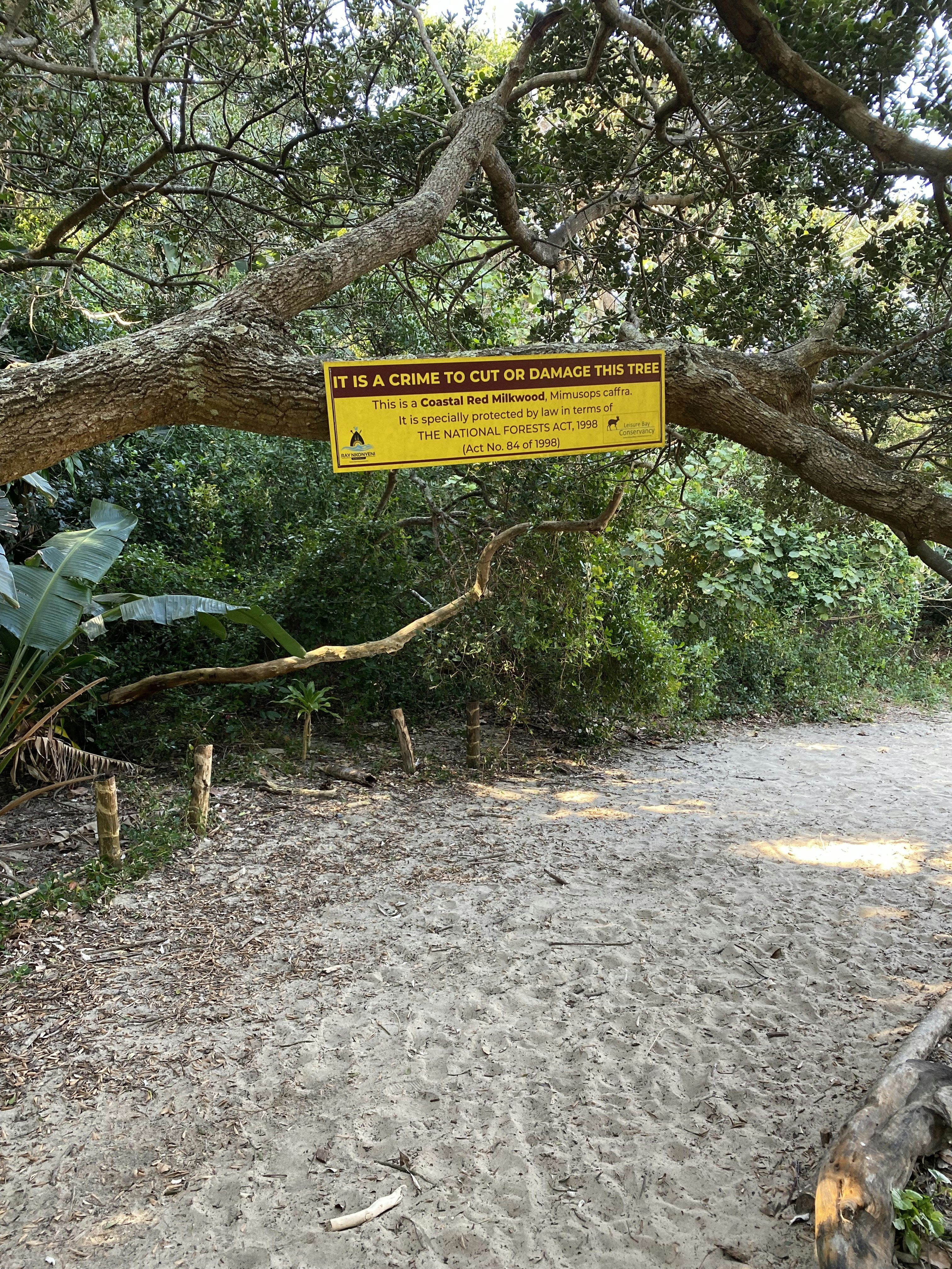 Yellow Sign Under a Canopy: A Sandy Coastal Trail Warning