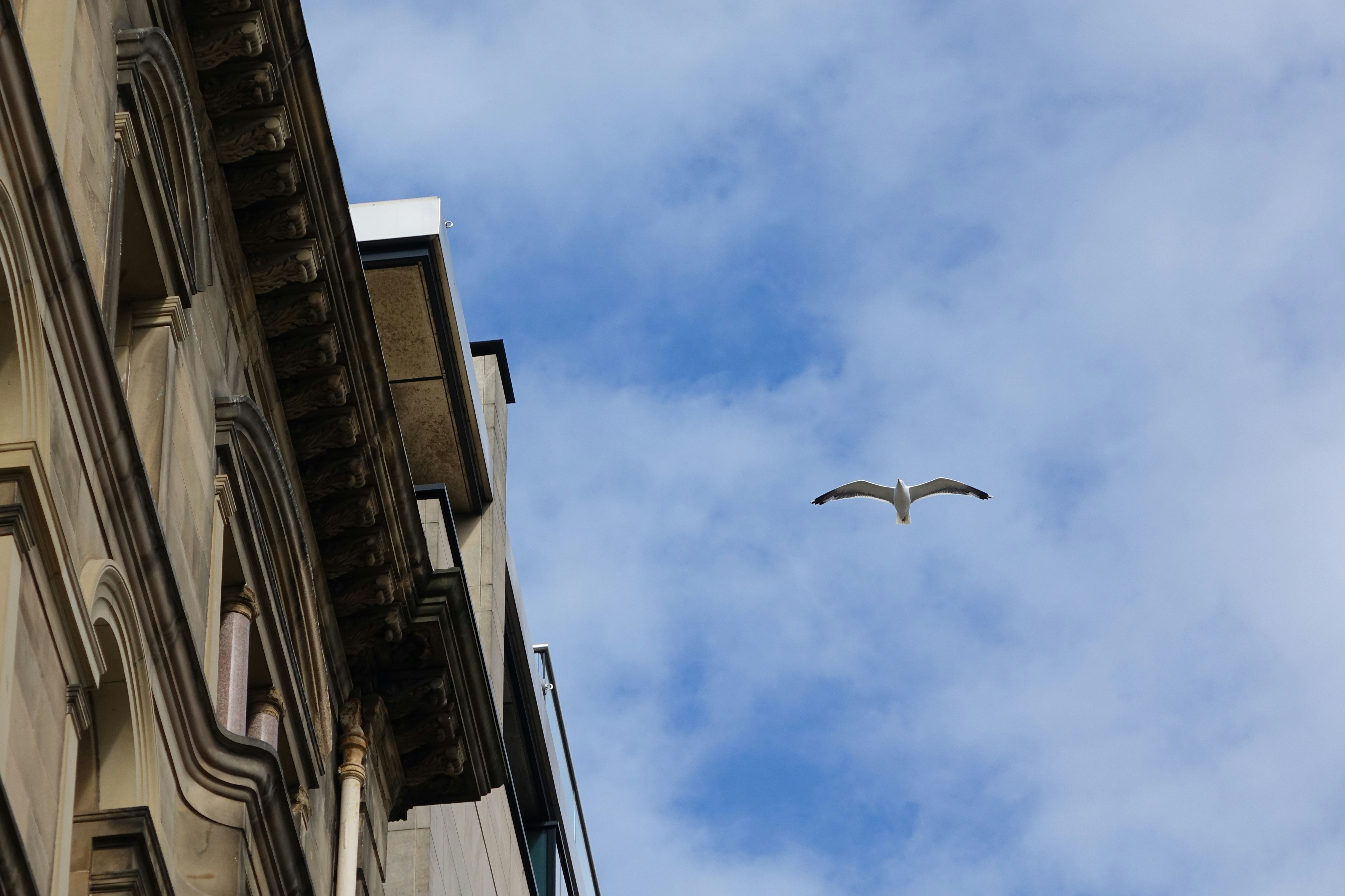 Seagull gliding through a partly cloudy sky above tall urban buildings.