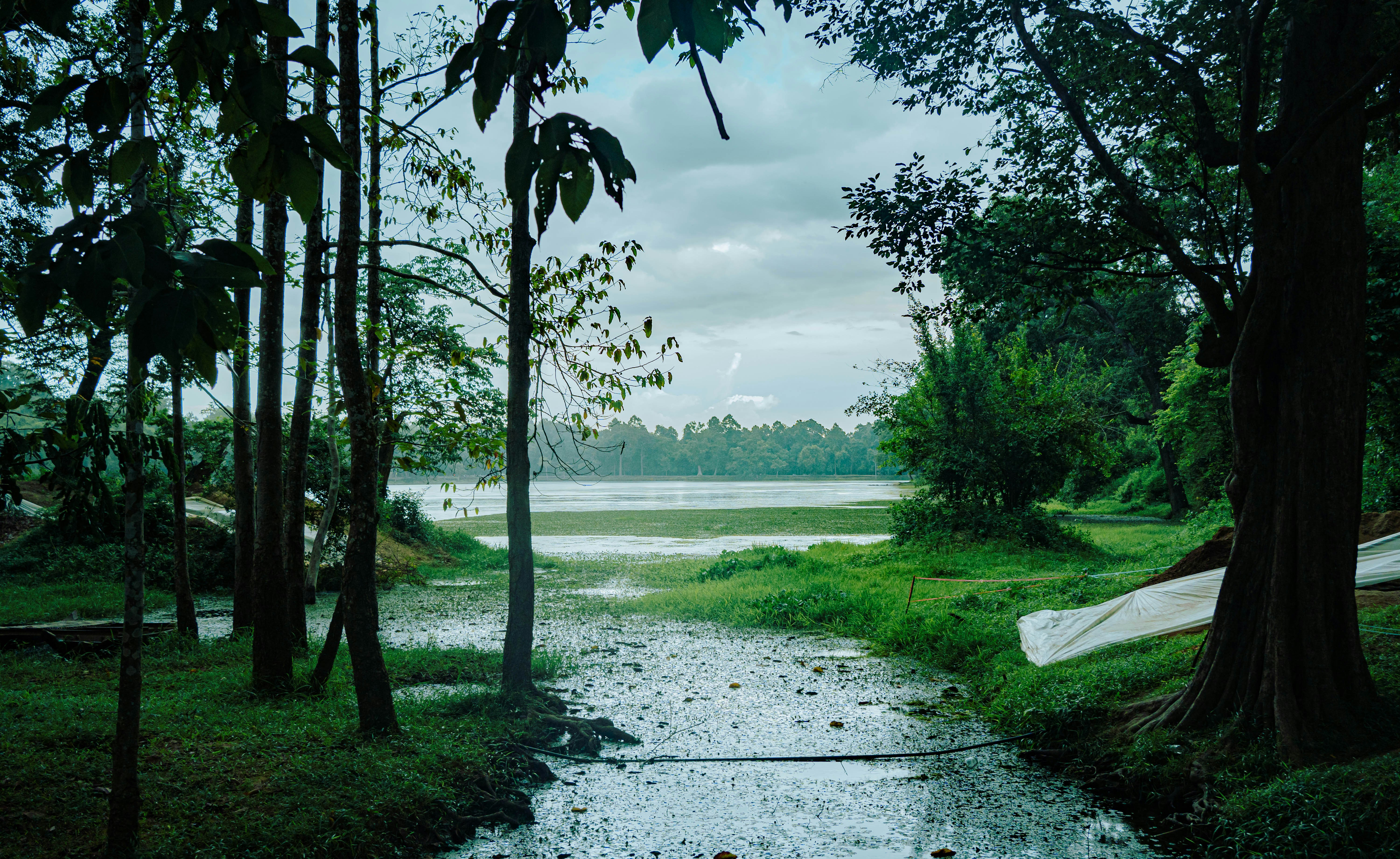 Whispering Trail: Forest Path to the Lake in Overcast Light