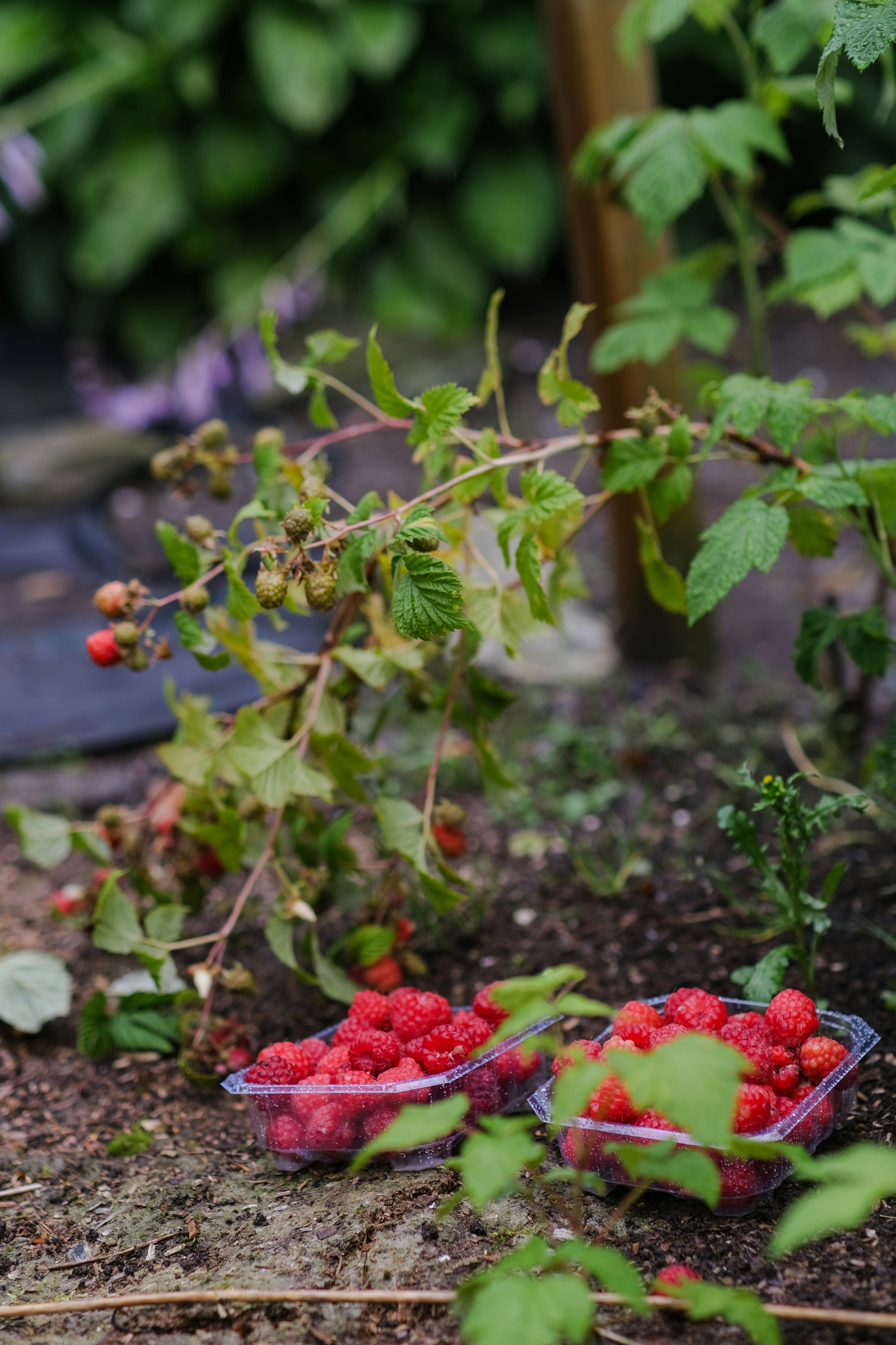 A couple of plastic containers filled with raspberries photo – Free ...