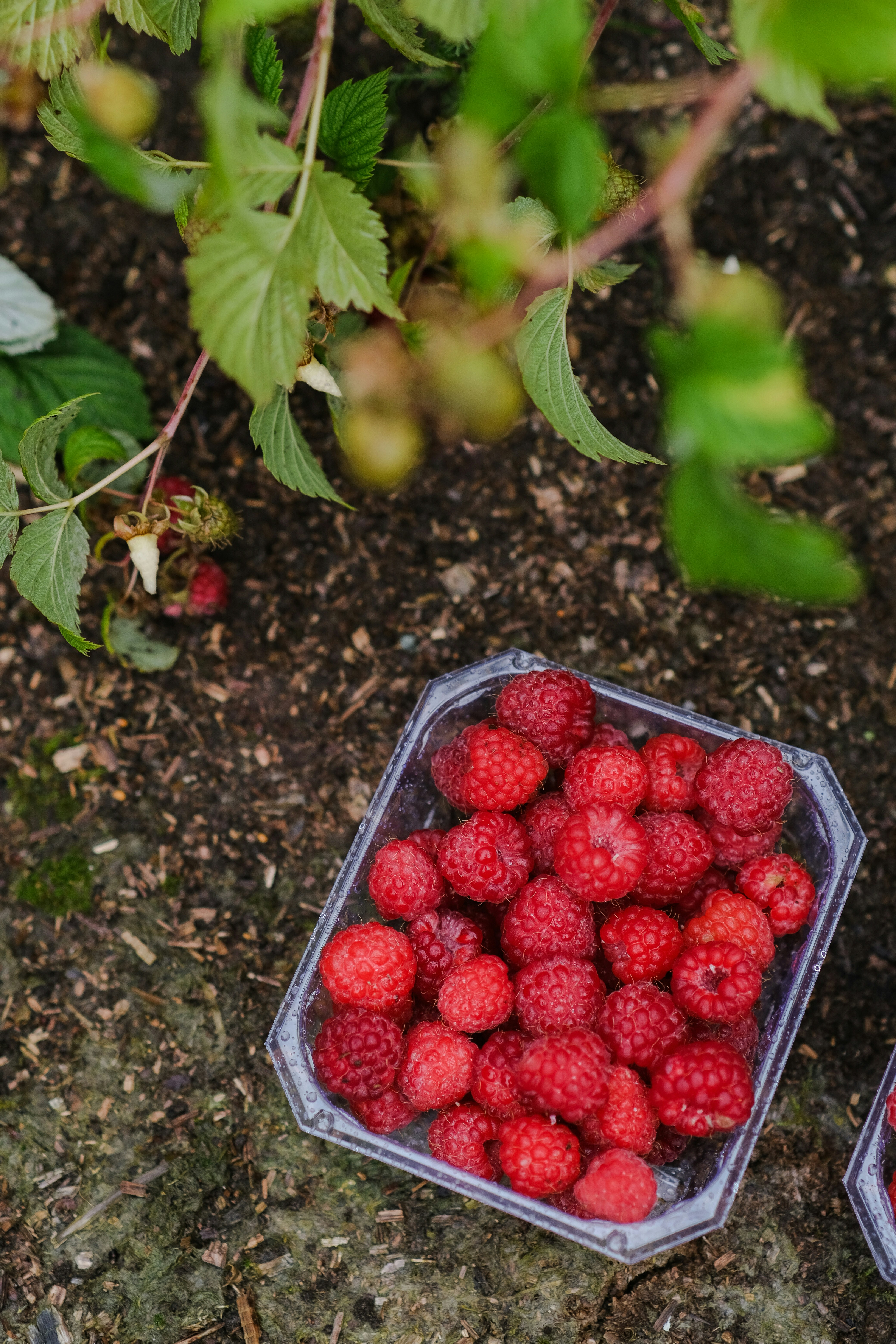 A couple of plastic containers filled with raspberries photo – Free ...