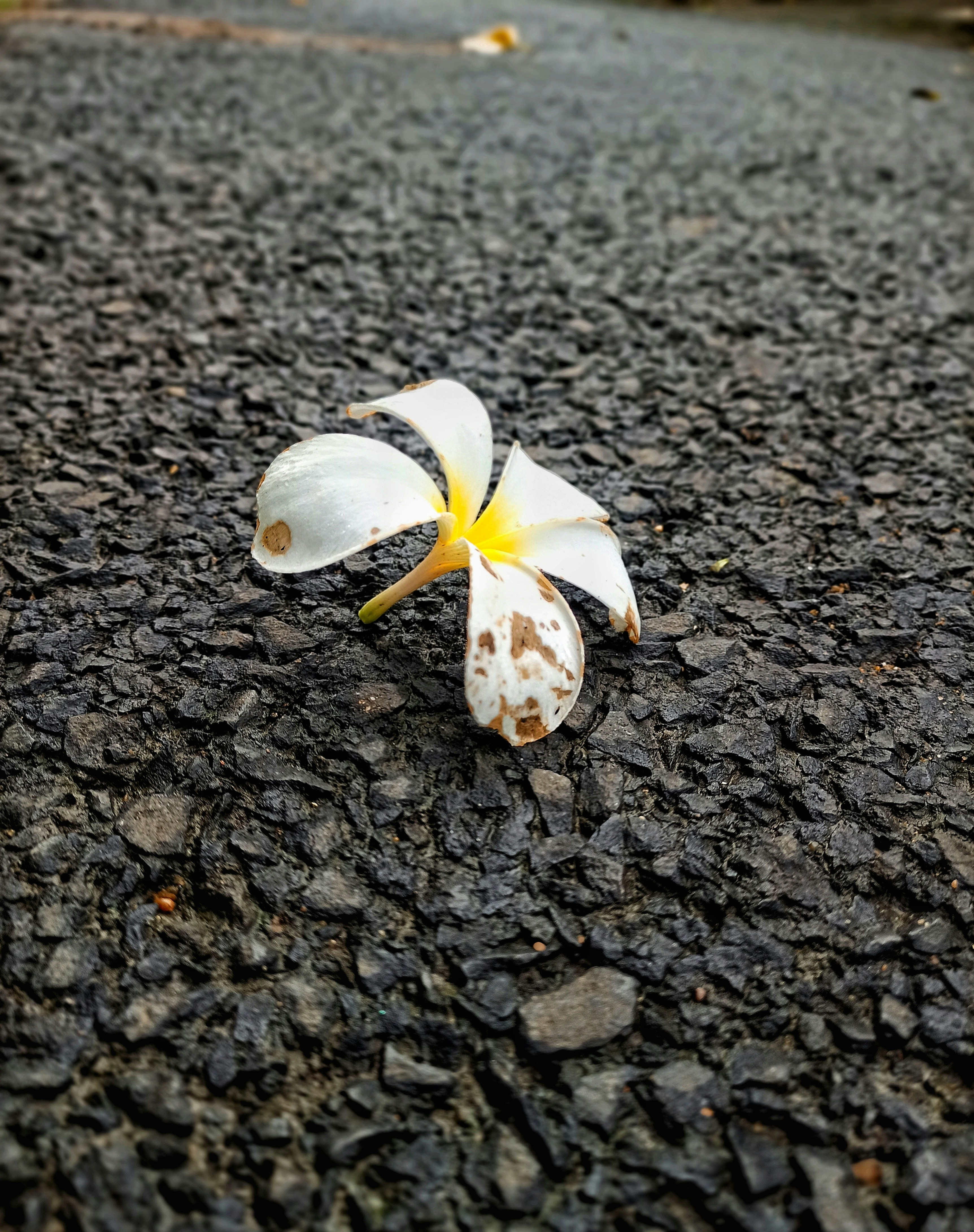A flower that is laying on the ground photo – Free Aesthetic Image on ...