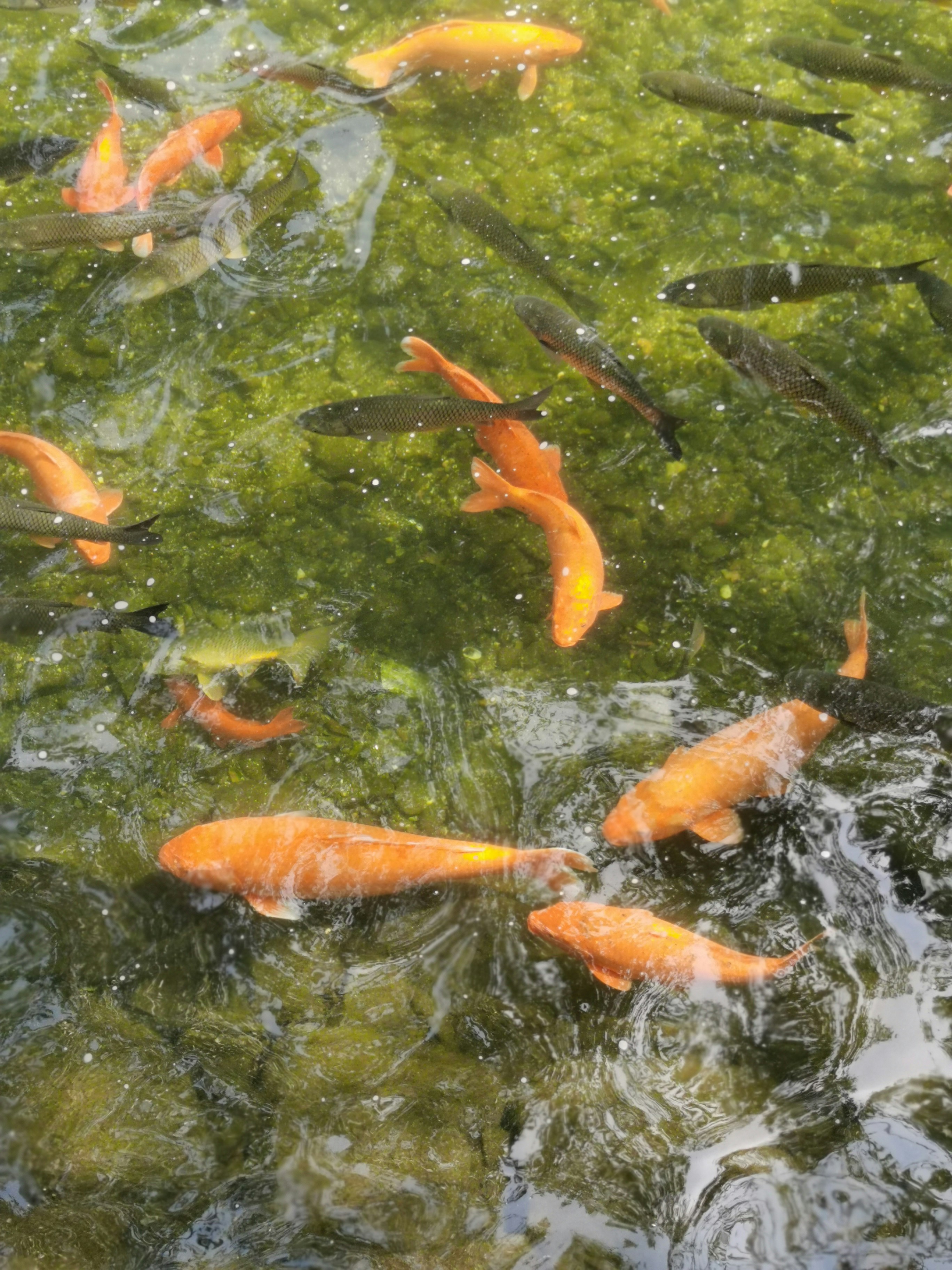A group of fish swimming in a pond photo – Free Beijing Image on Unsplash